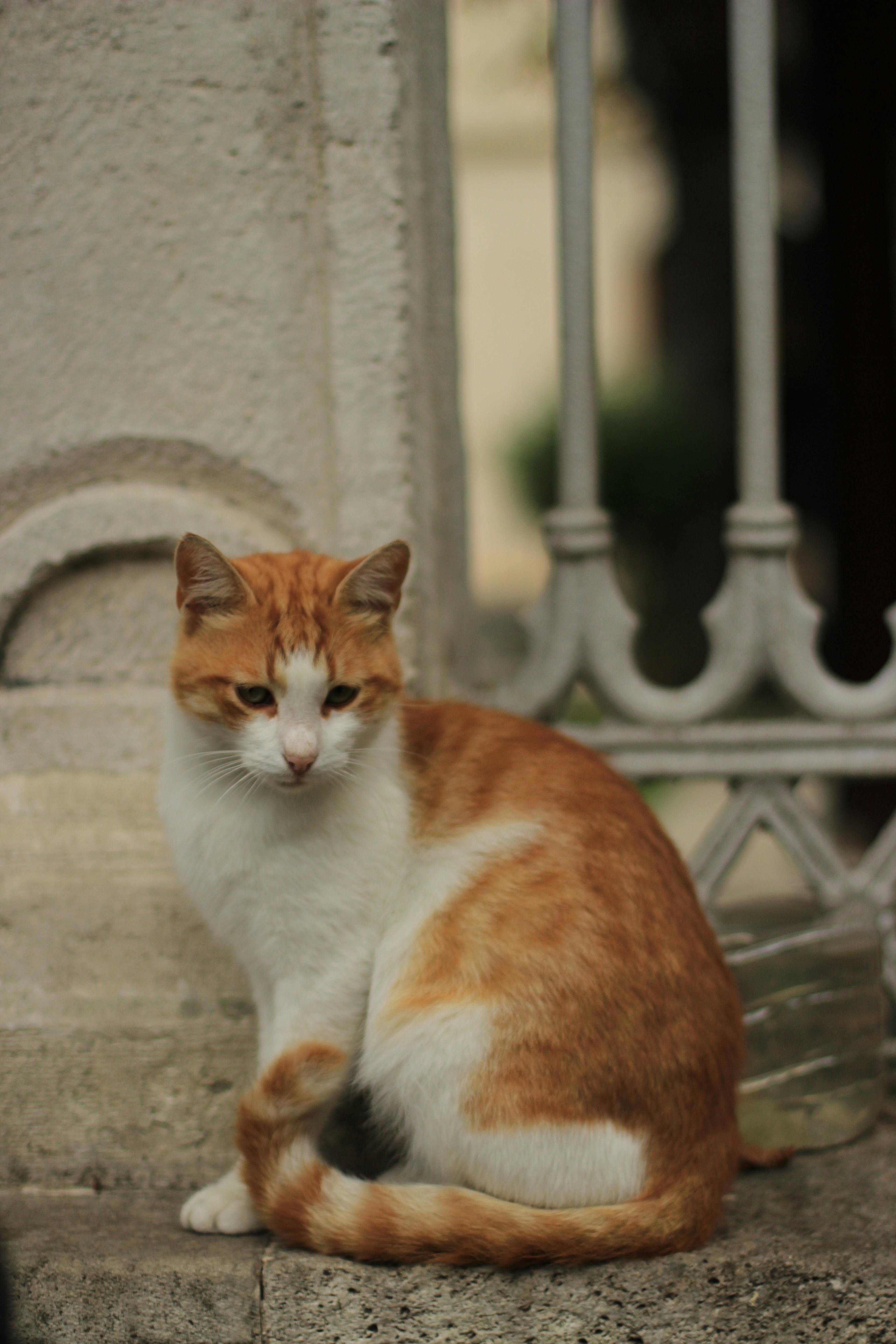 Rune Cute Photos, Download The BEST Free Rune Cute Stock Photos & HD Images