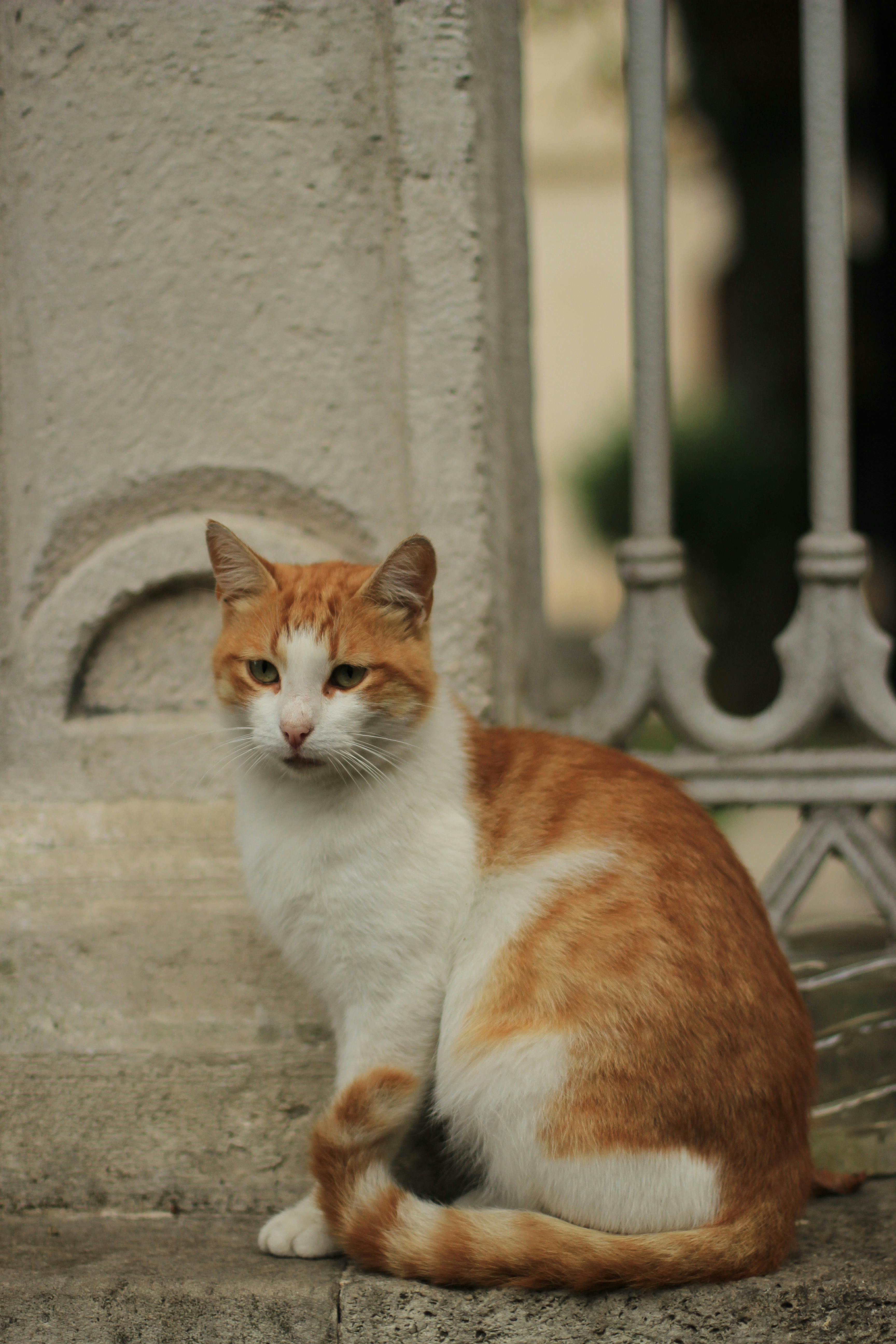 Beluga Cat Photos, Download The BEST Free Beluga Cat Stock Photos & HD ...