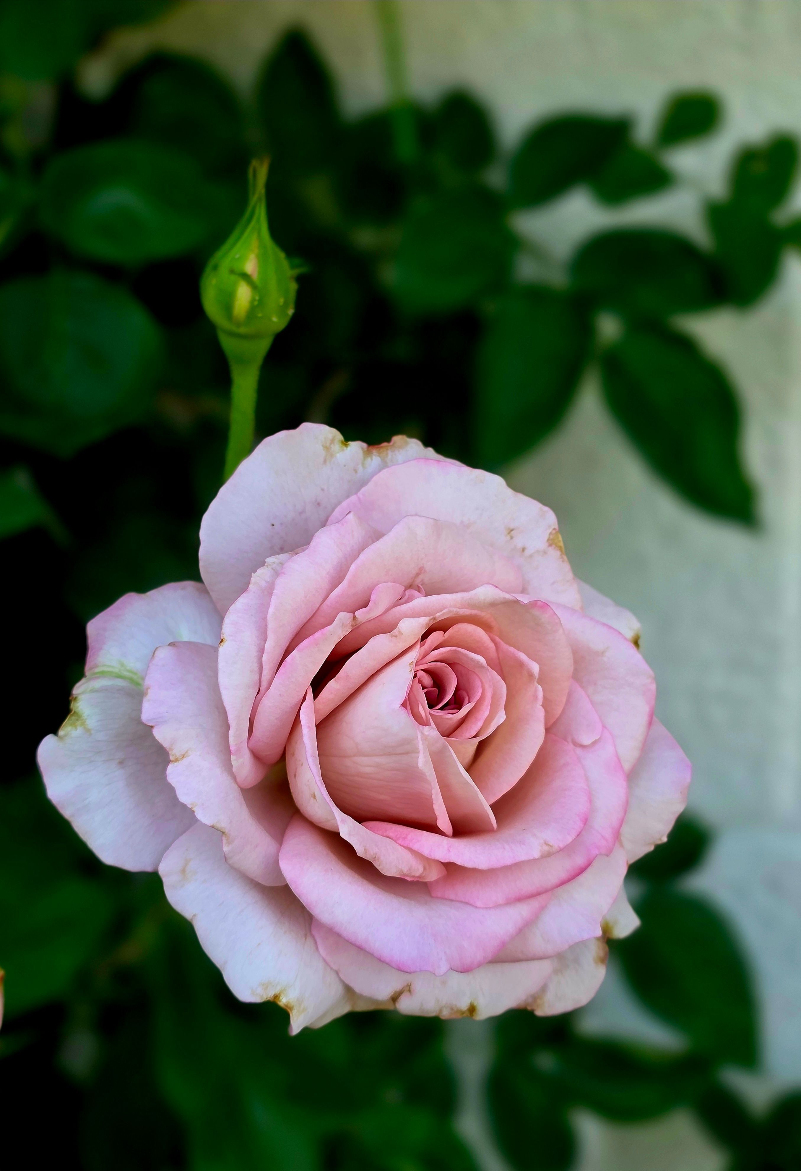 Elegant Pink Rose in Bloom with Bud · Free Stock Photo