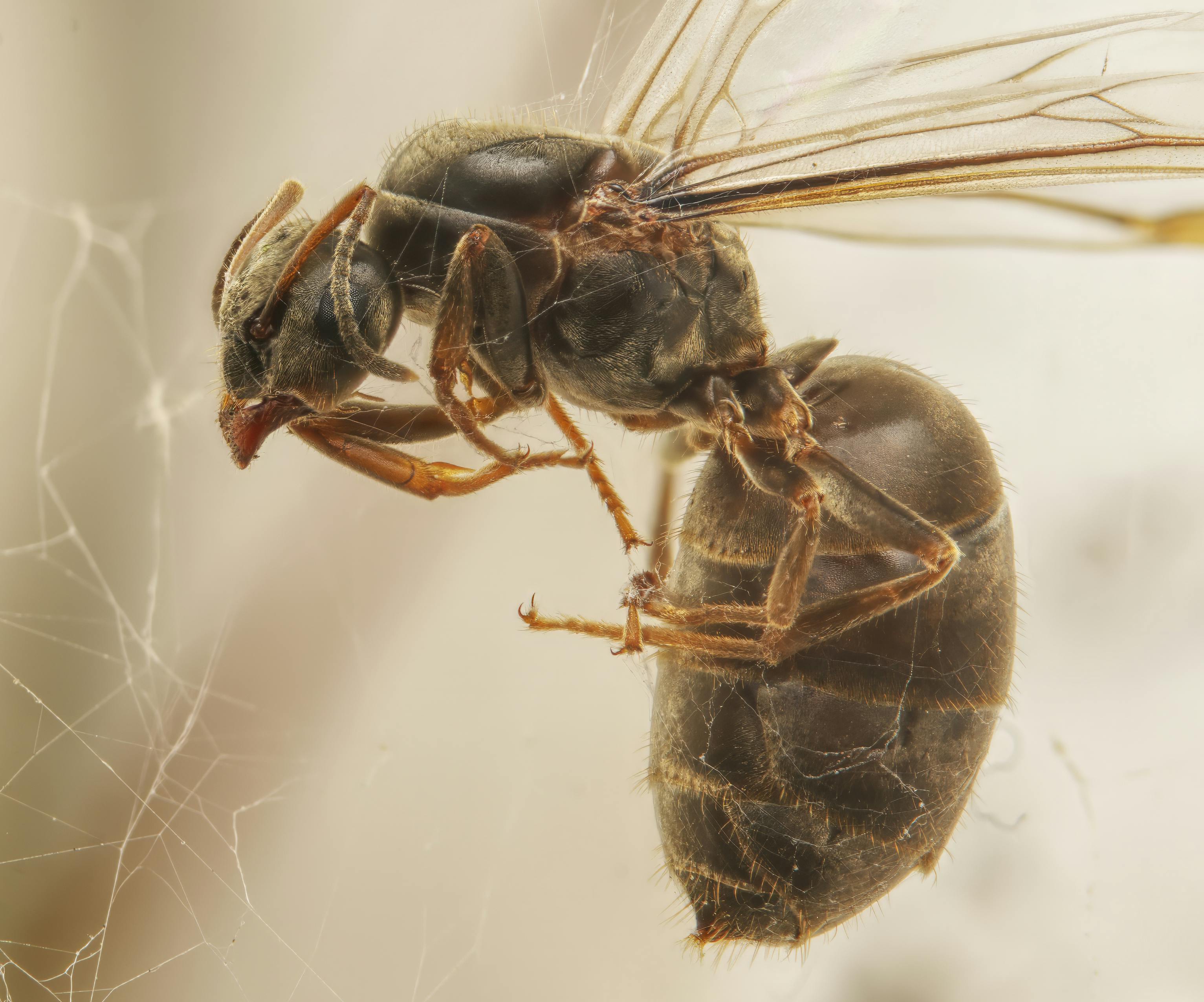 The Ant Trapped Video Photos, Download The BEST Free The Ant Trapped ...