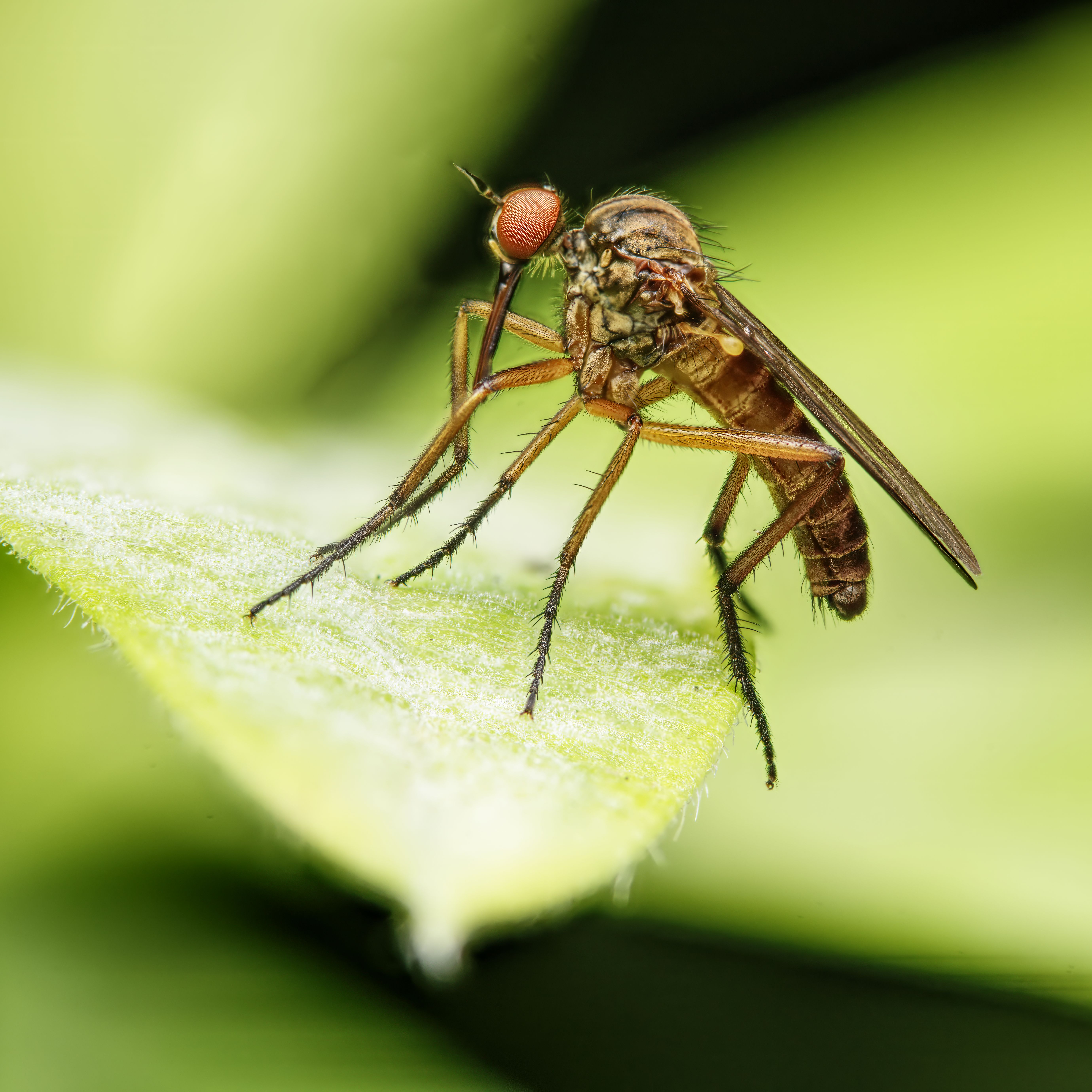 Fly Close Up Photos, Download The BEST Free Fly Close Up Stock Photos ...