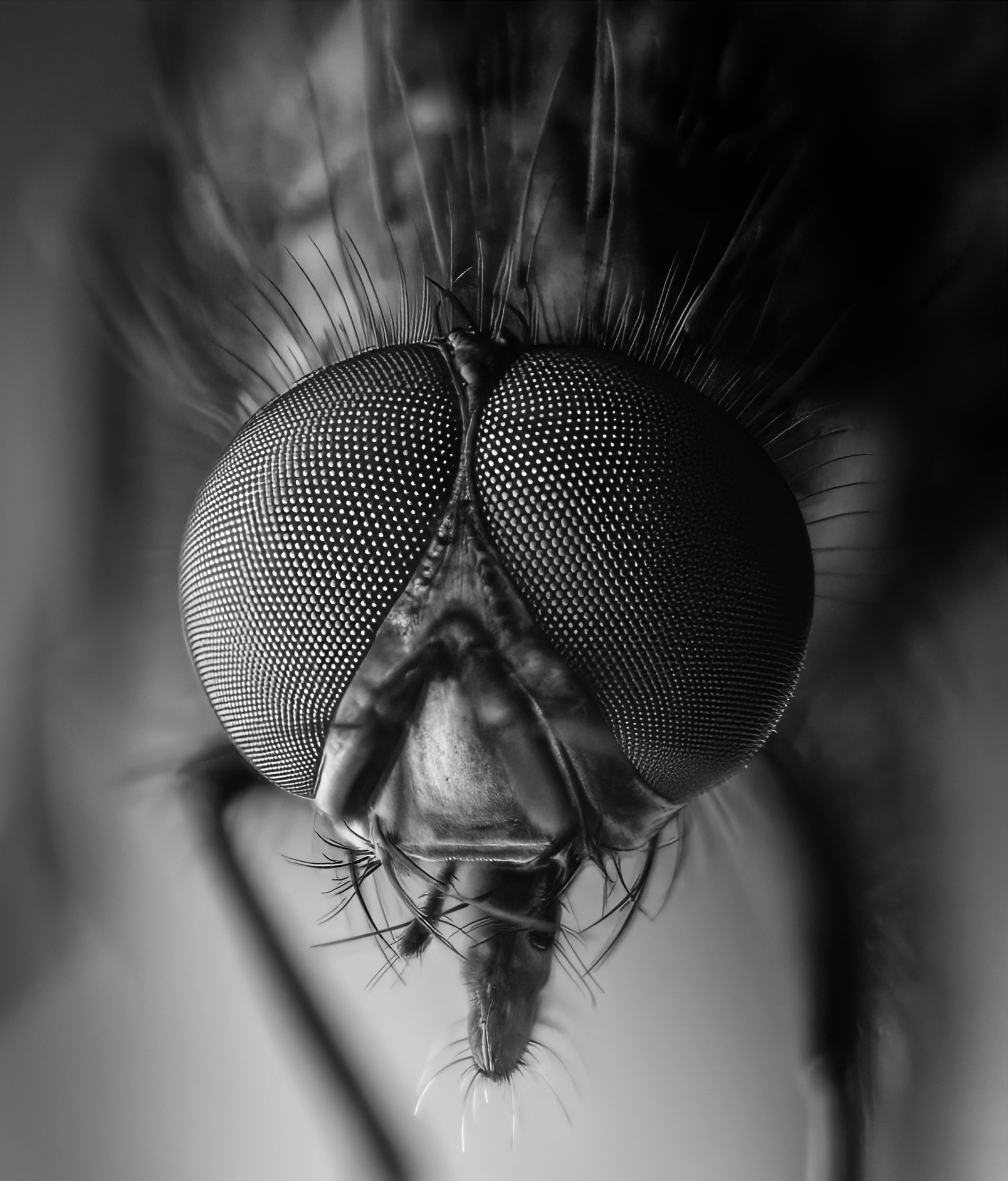 Fly Close Up Photos, Download The BEST Free Fly Close Up Stock Photos ...
