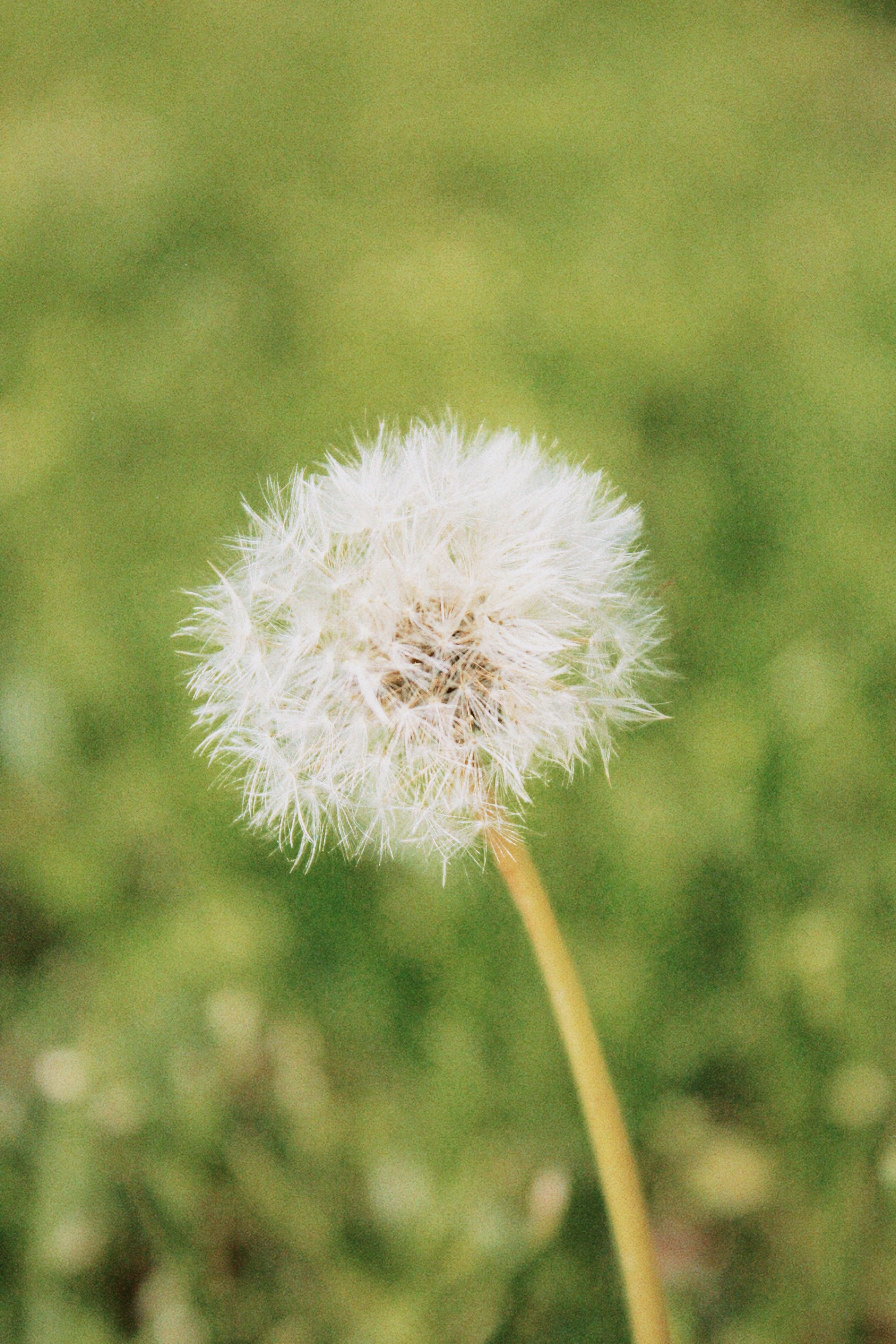 Close-up of Dandelion Puff in Green Field · Free Stock Photo