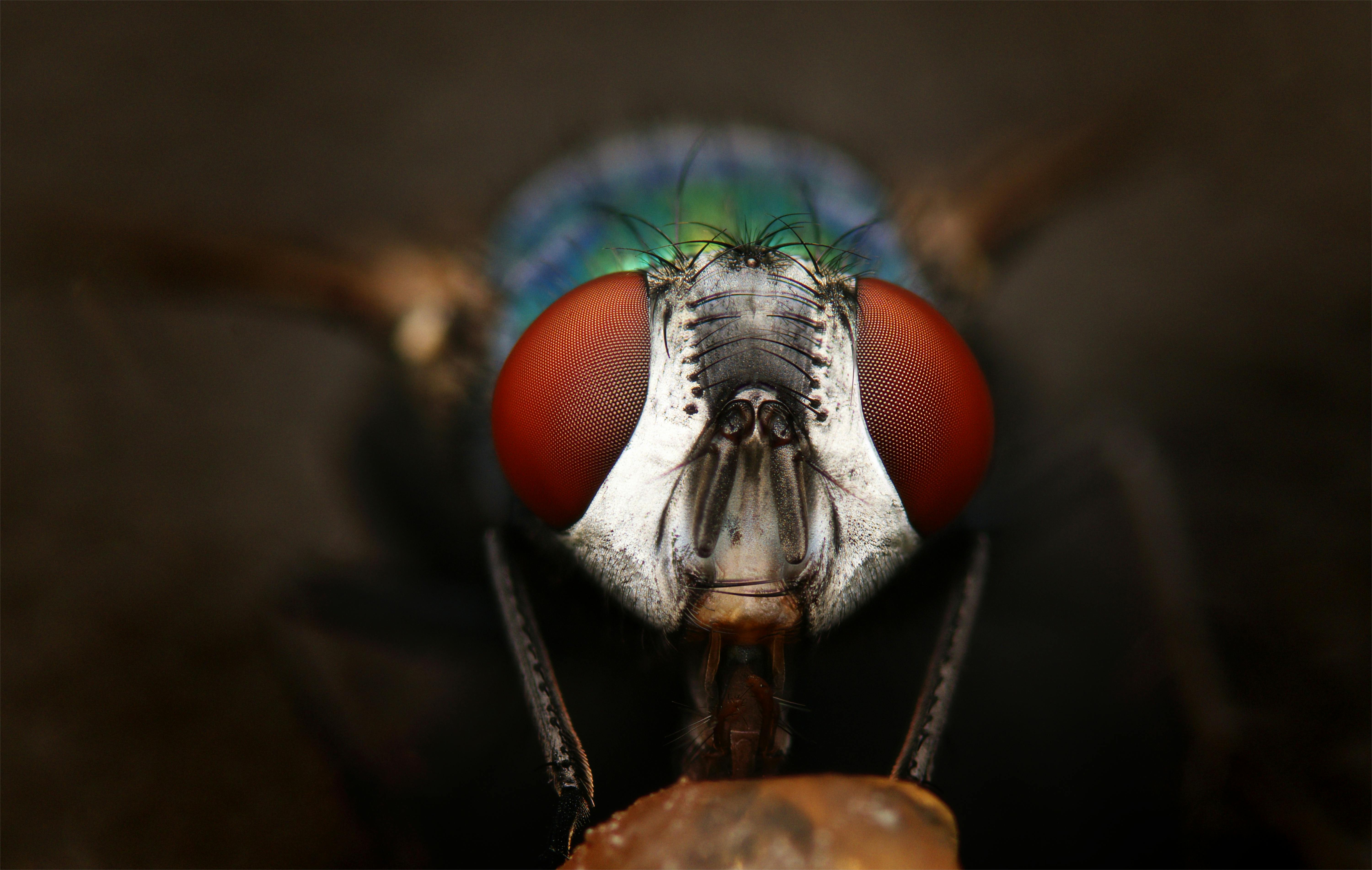 Fly Close Up Photos, Download The BEST Free Fly Close Up Stock Photos ...