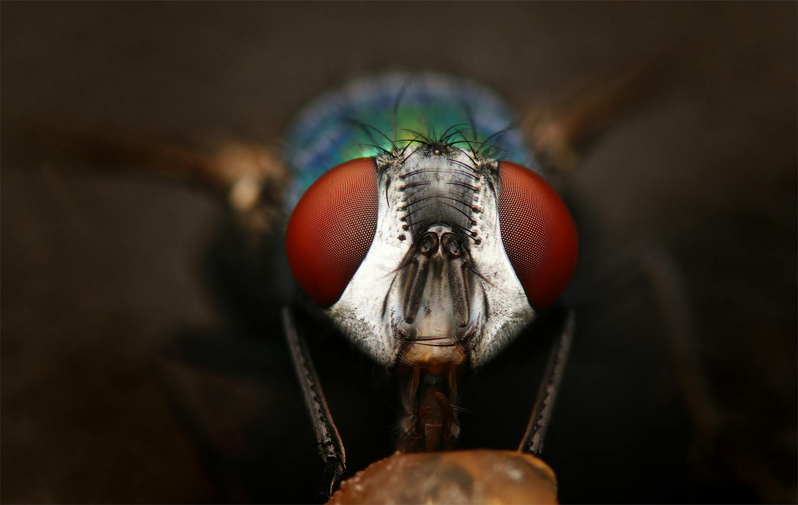 Fly Close Up Photos, Download The BEST Free Fly Close Up Stock Photos ...