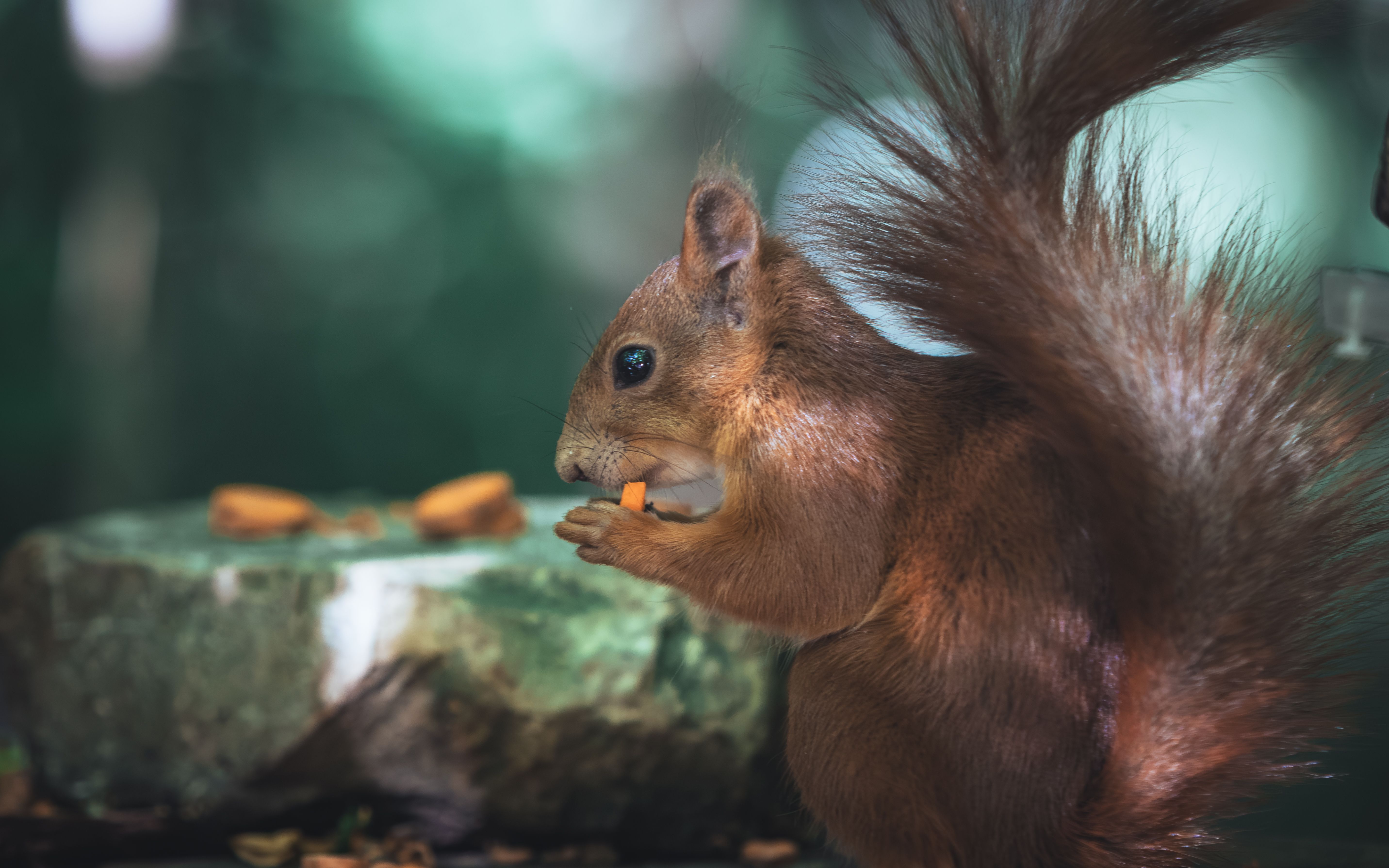 Close-up of Red Squirrel Eating a Nut Outdoors · Free Stock Photo