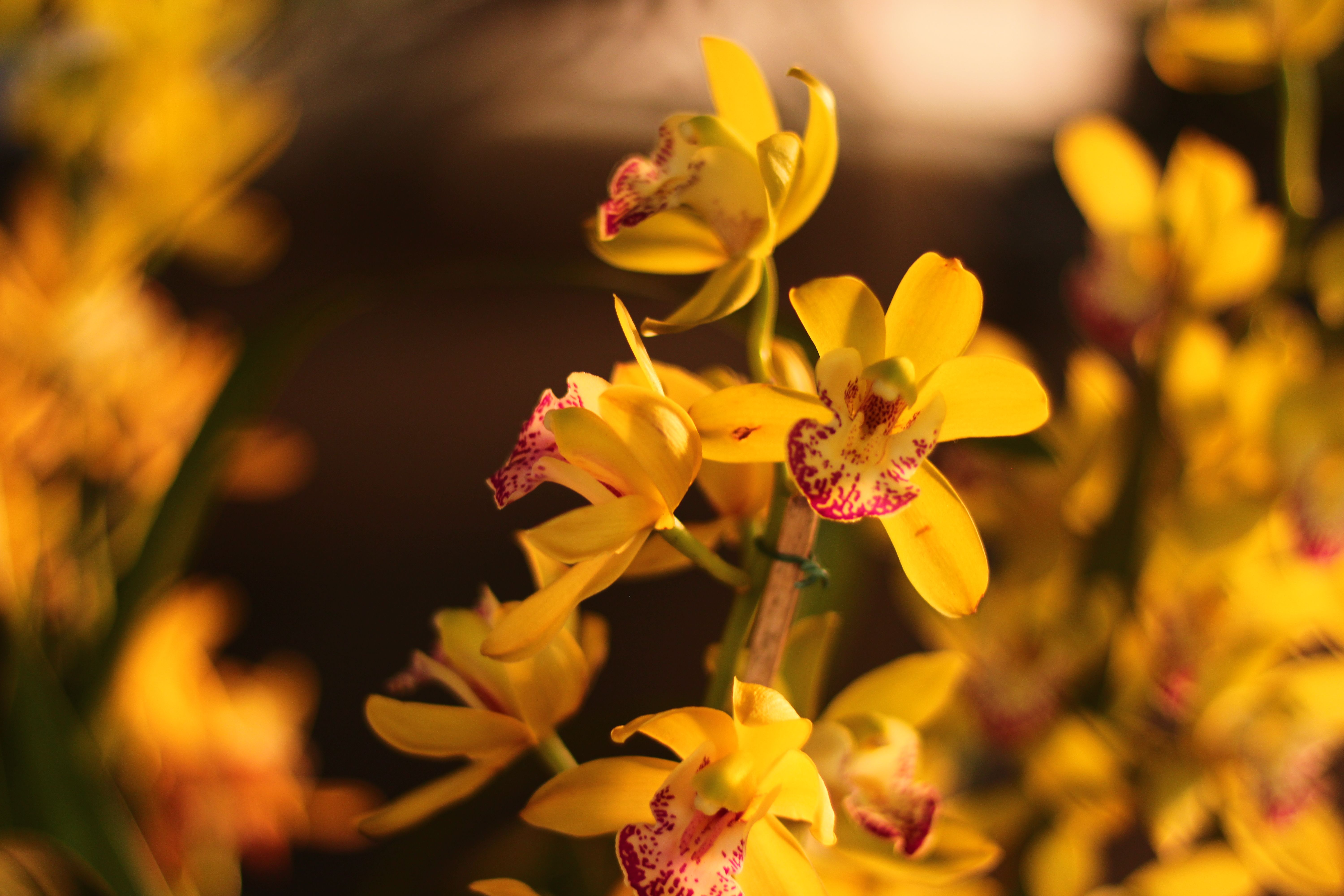 Flower Portrait Photos, Download The BEST Free Flower Portrait Stock ...