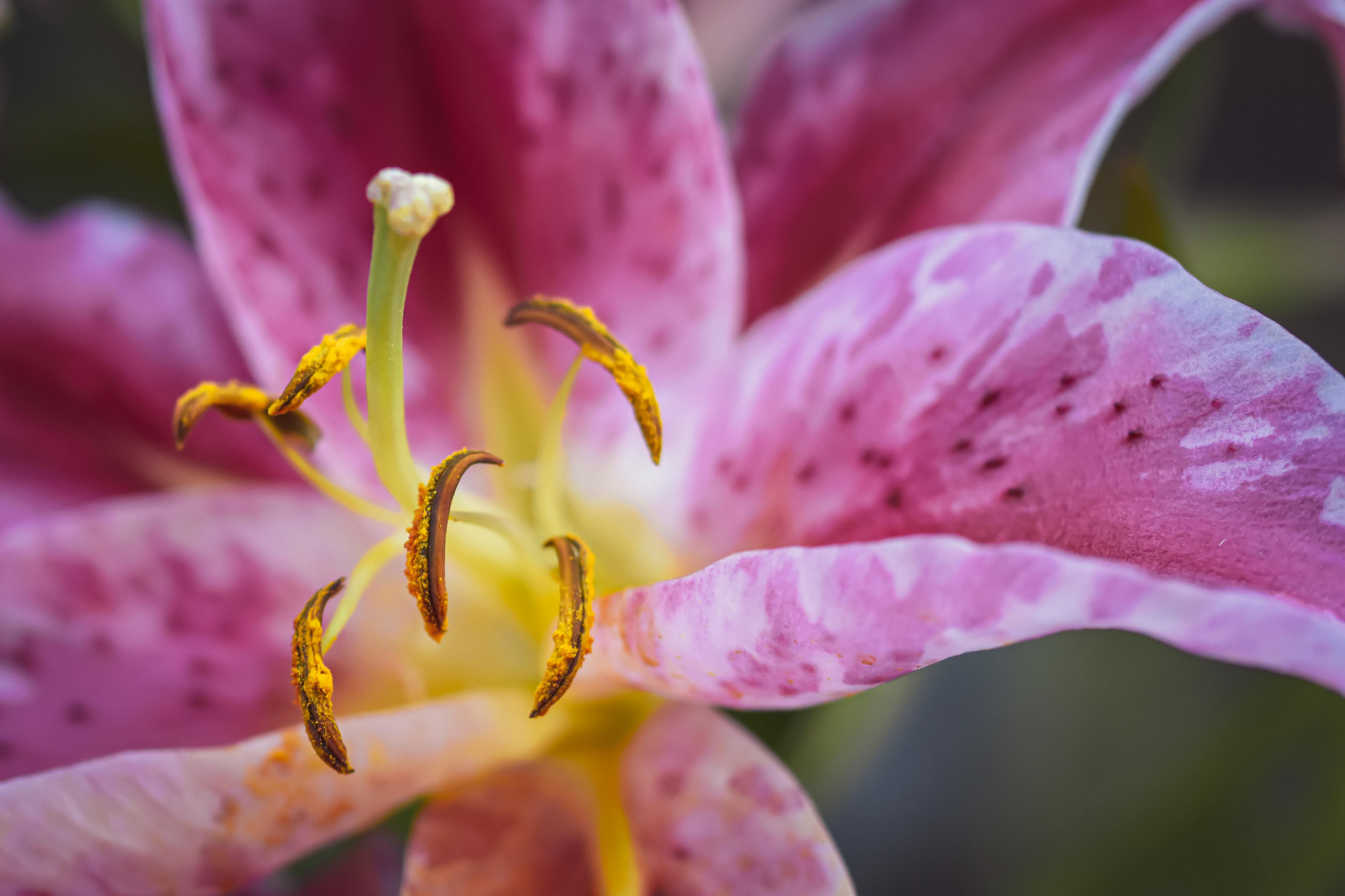 Thriving Ginger Lily Flower Care: Tips for Blooming Beauty