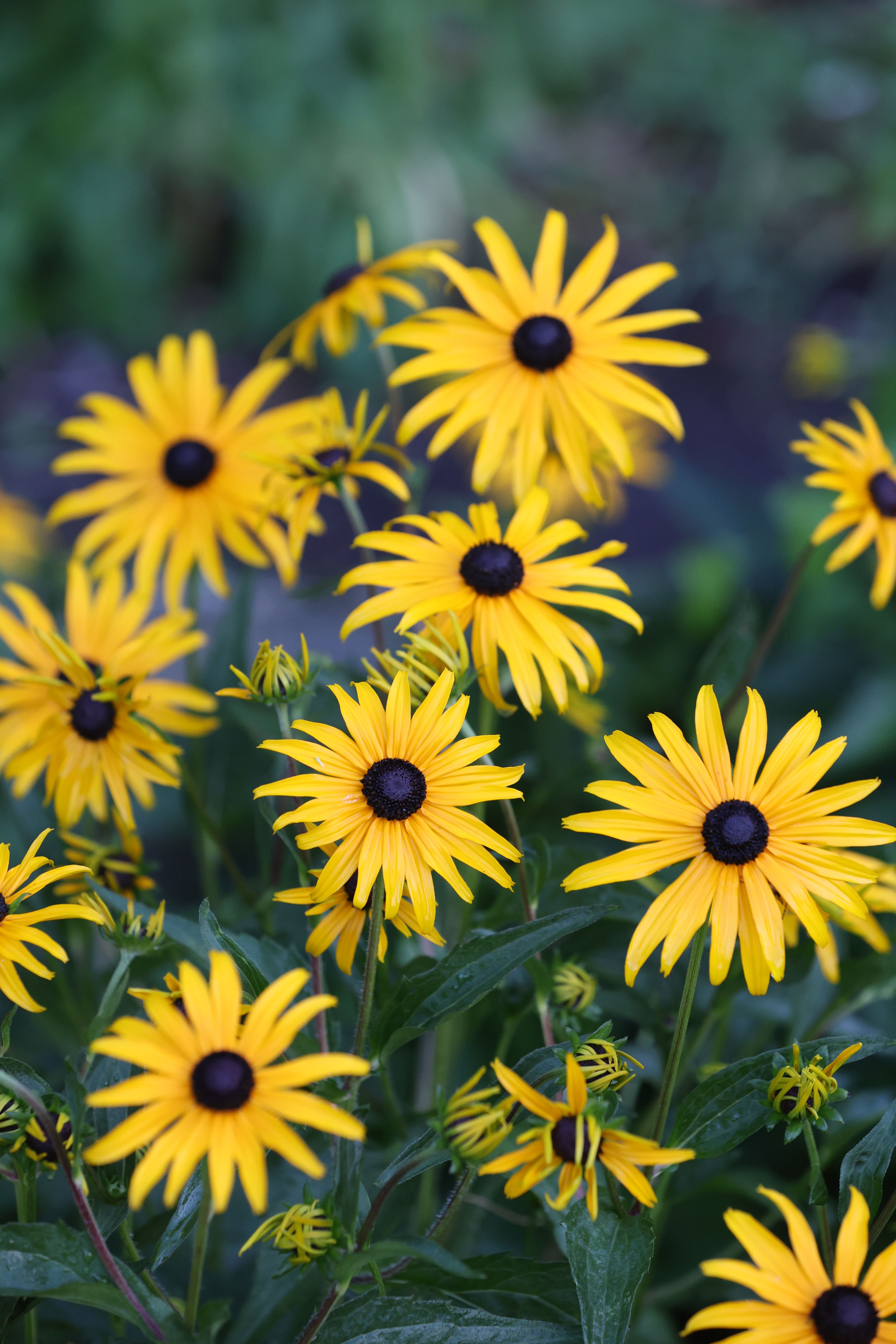 Vibrant Black-eyed Susan Blossoms in Bloom · Free Stock Photo