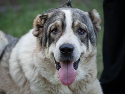 A Complete Guide to the Fluffy German Shepherd Breed