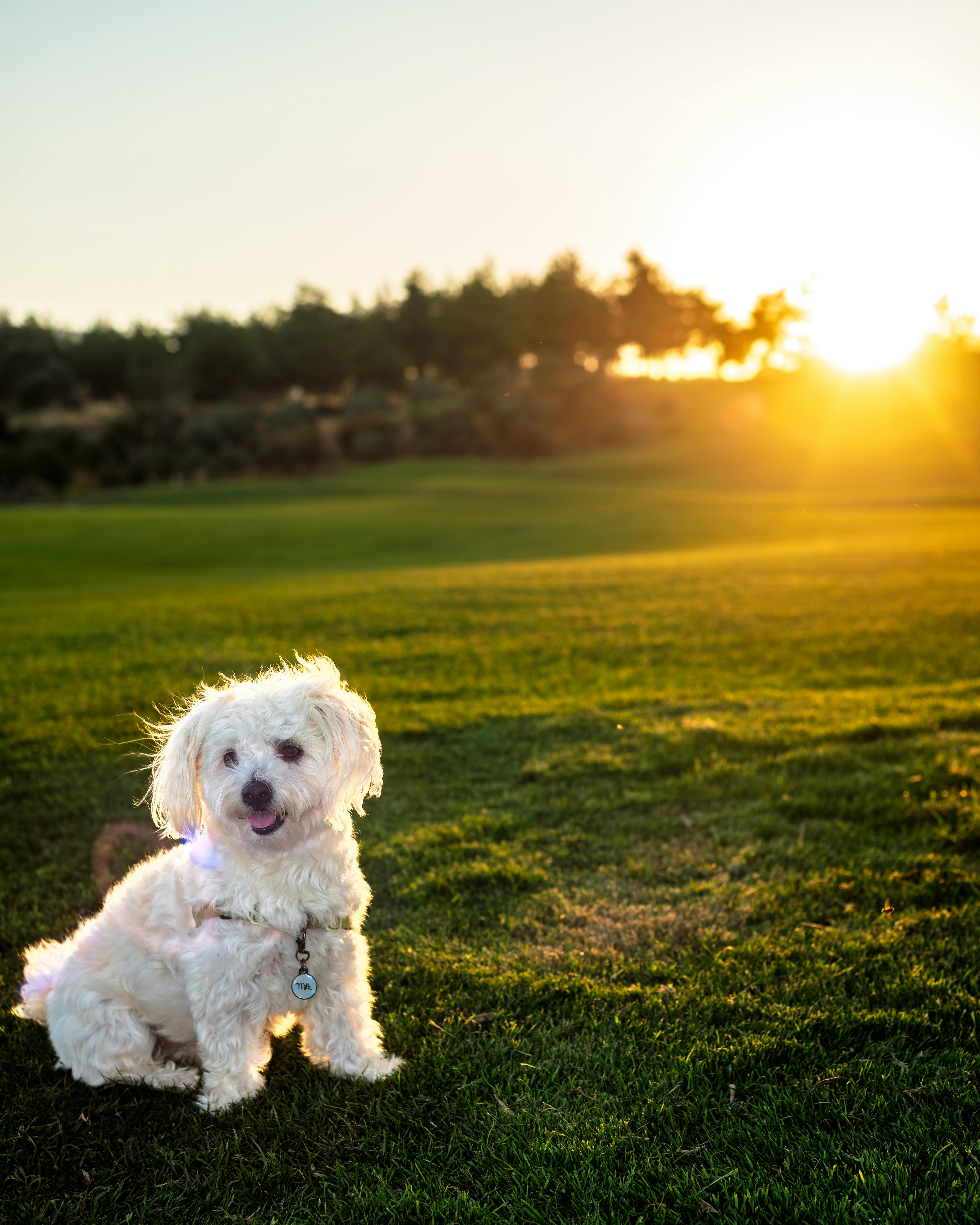 Zap Poodle Photos, Download The BEST Free Zap Poodle Stock Photos & HD ...