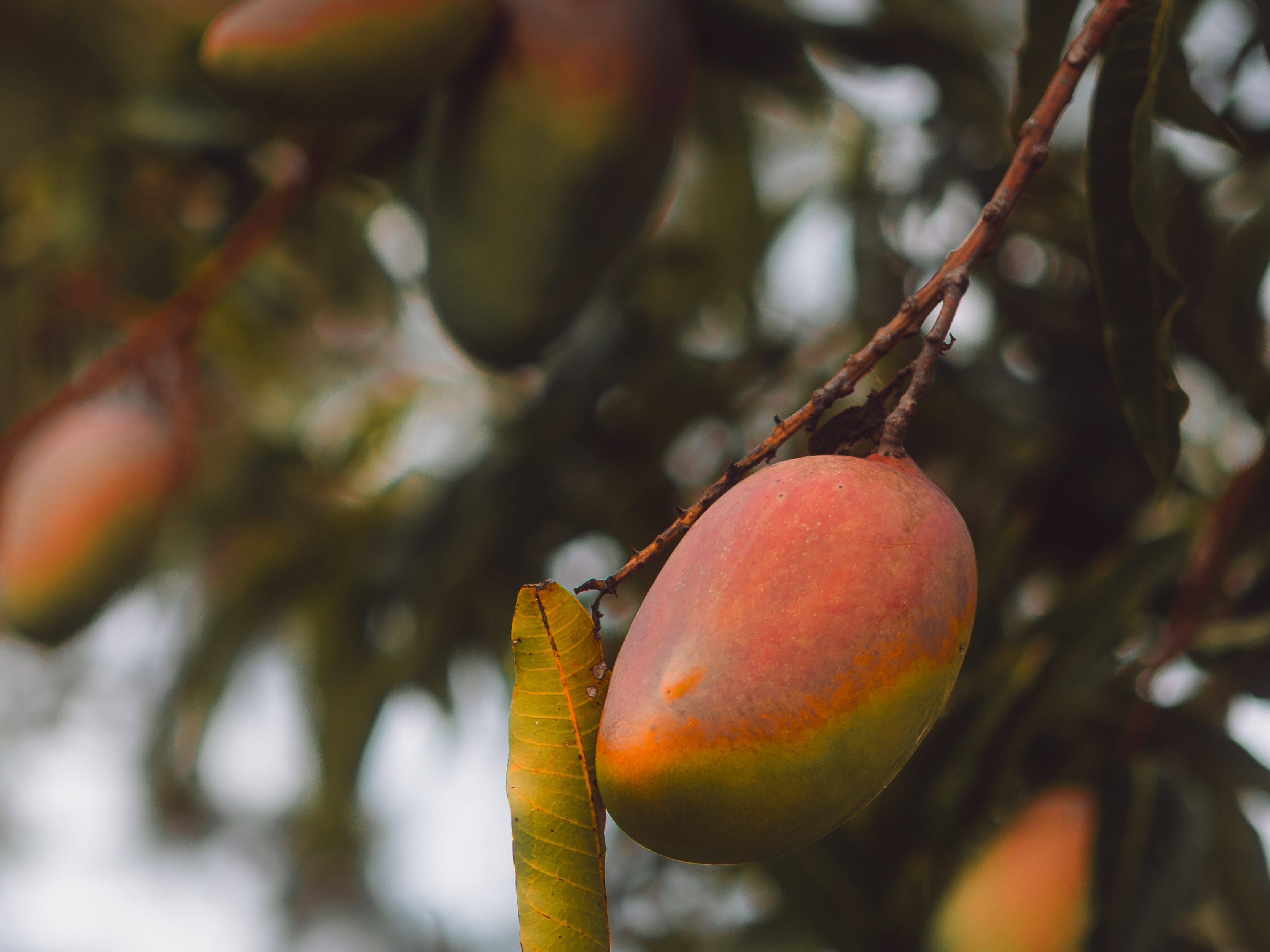Close-up of Ripe Mango on Tree Branch in Florida · Free Stock Photo