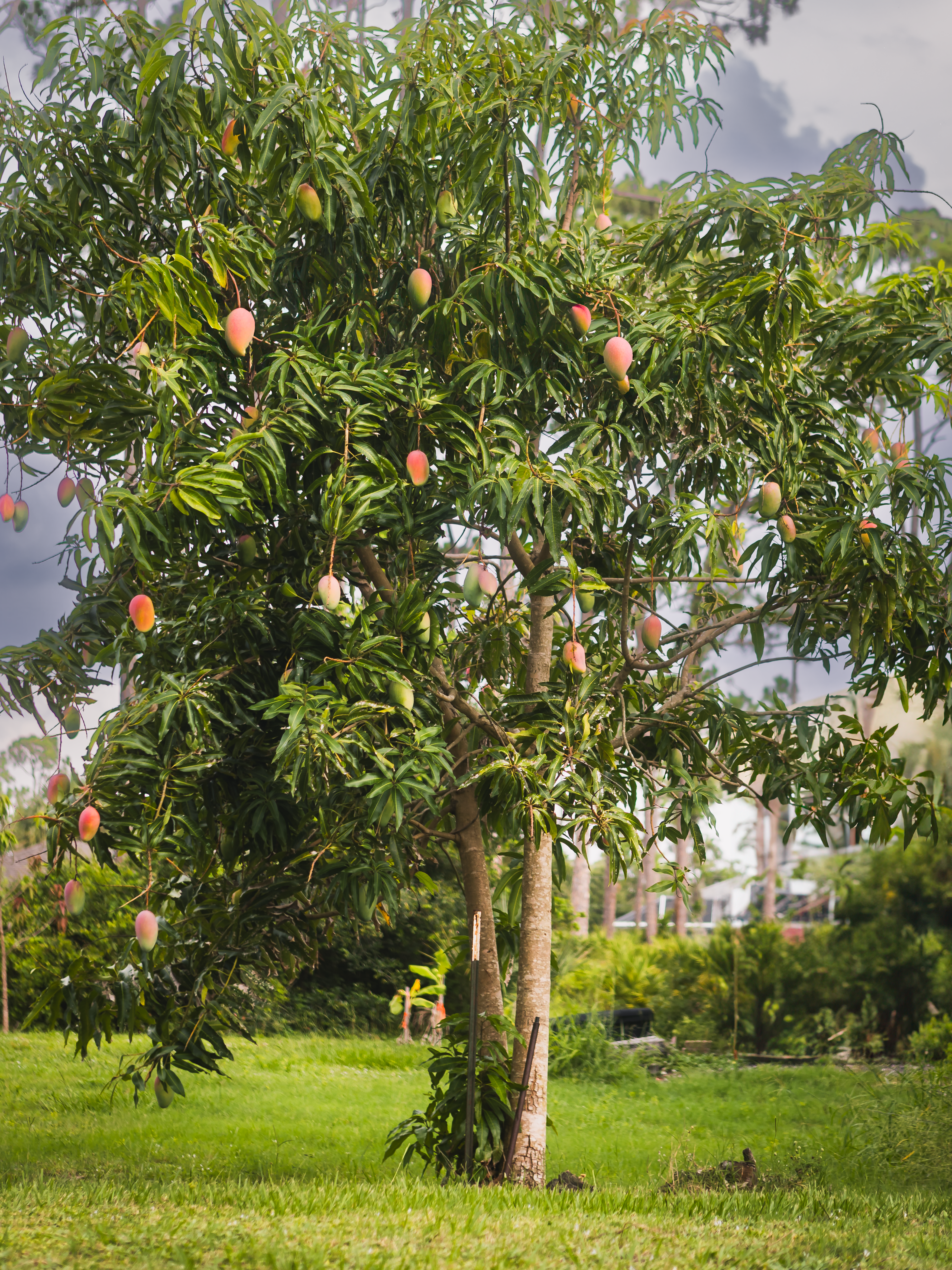Mango Tree in Lush Green Orchard · Free Stock Photo