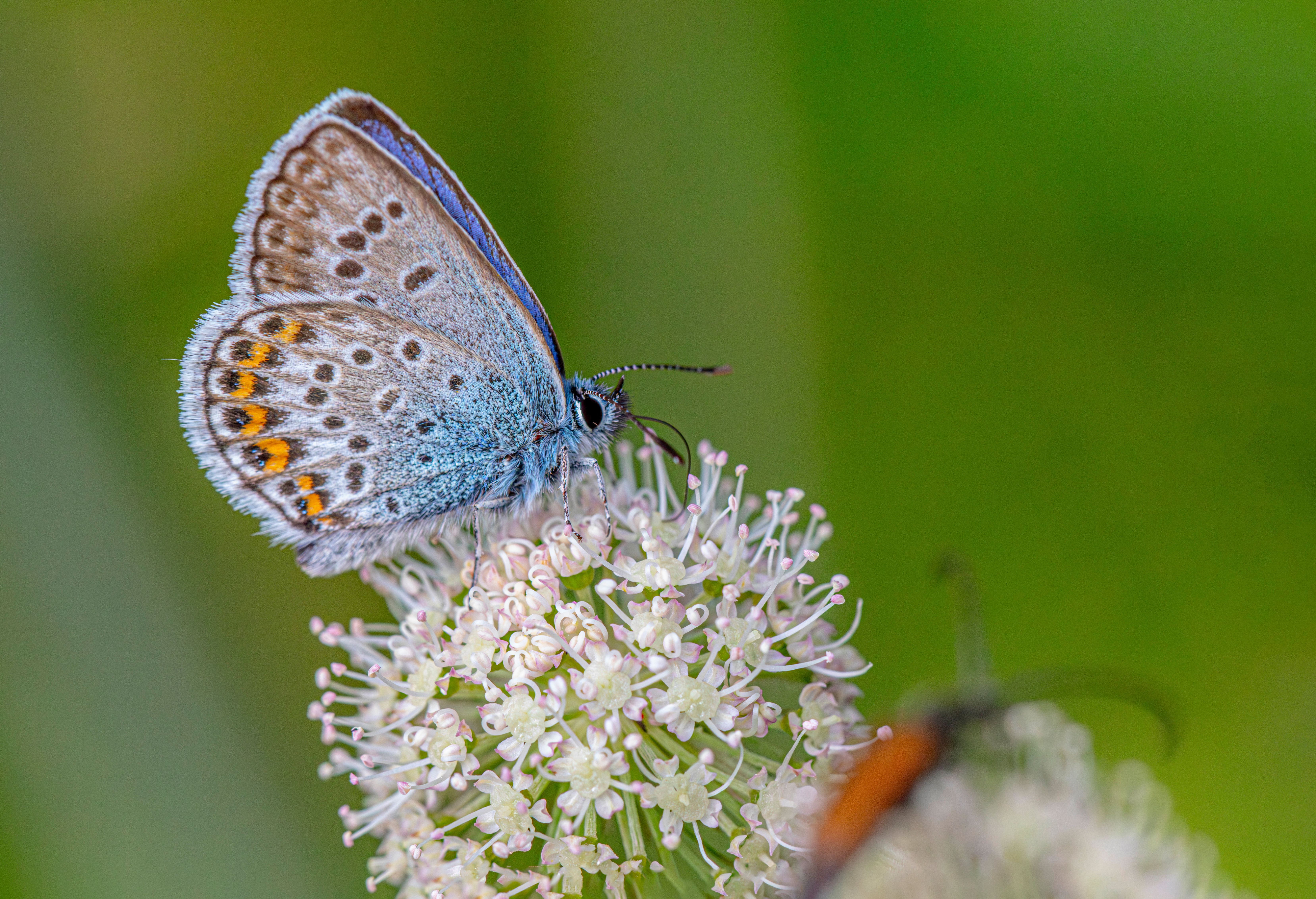 Gratis stockfoto van achtergrond, achtergronden, animal leg, animal ...
