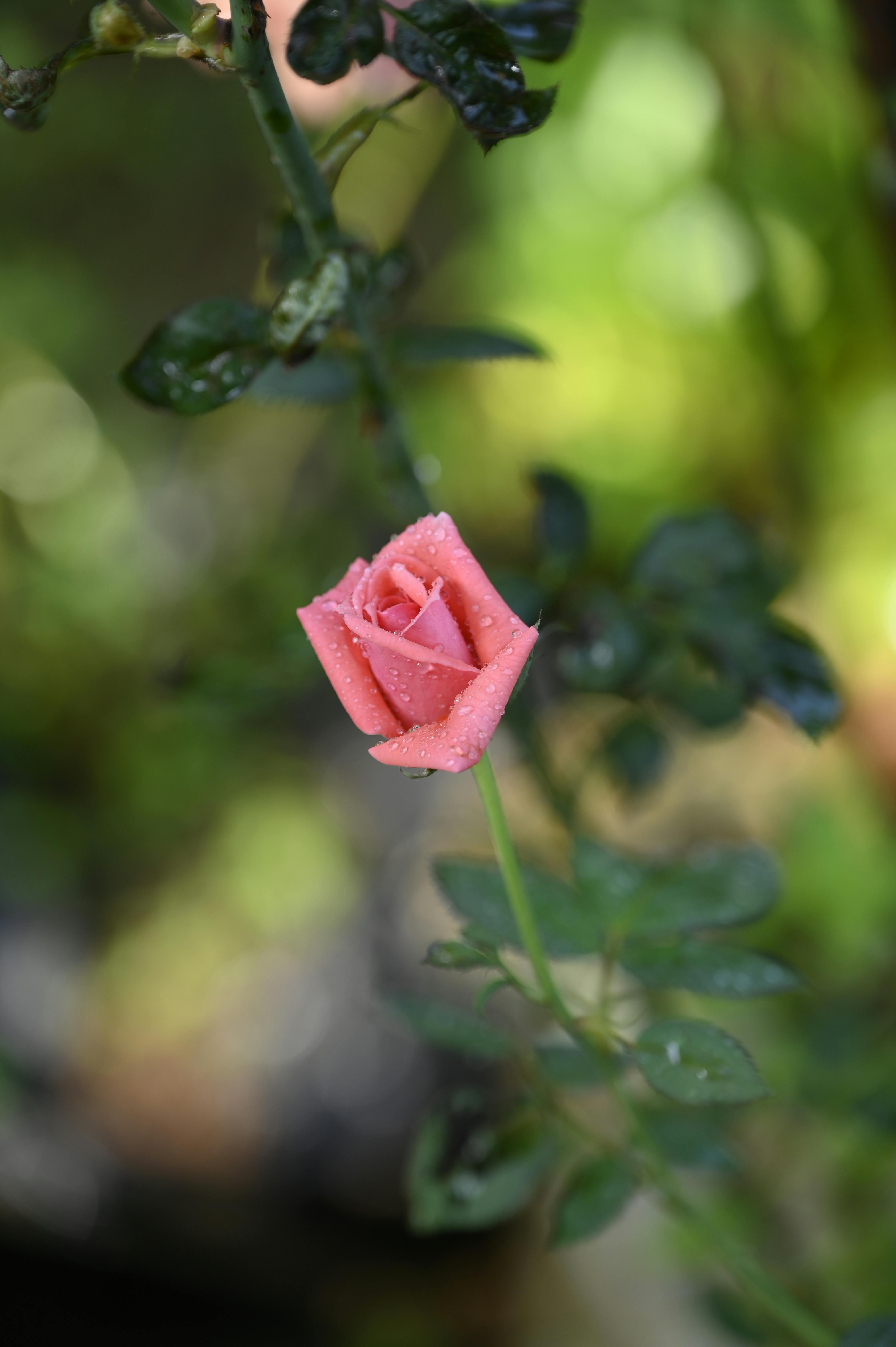 Close-up of Dewy Pink Rose in Sunlight · Free Stock Photo