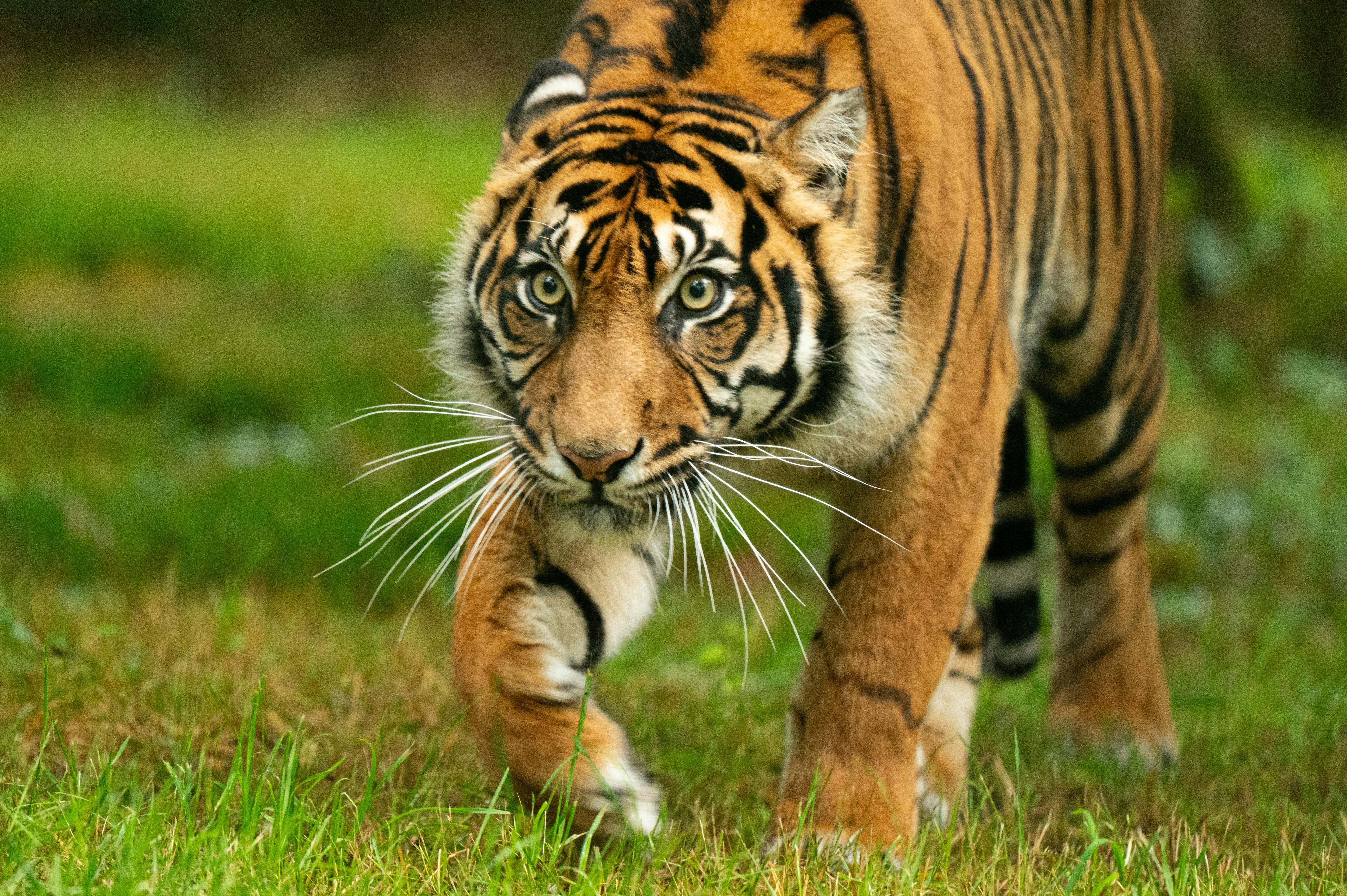 Orange and Black Bengal Tiger Walking on Green Grass Field during ...