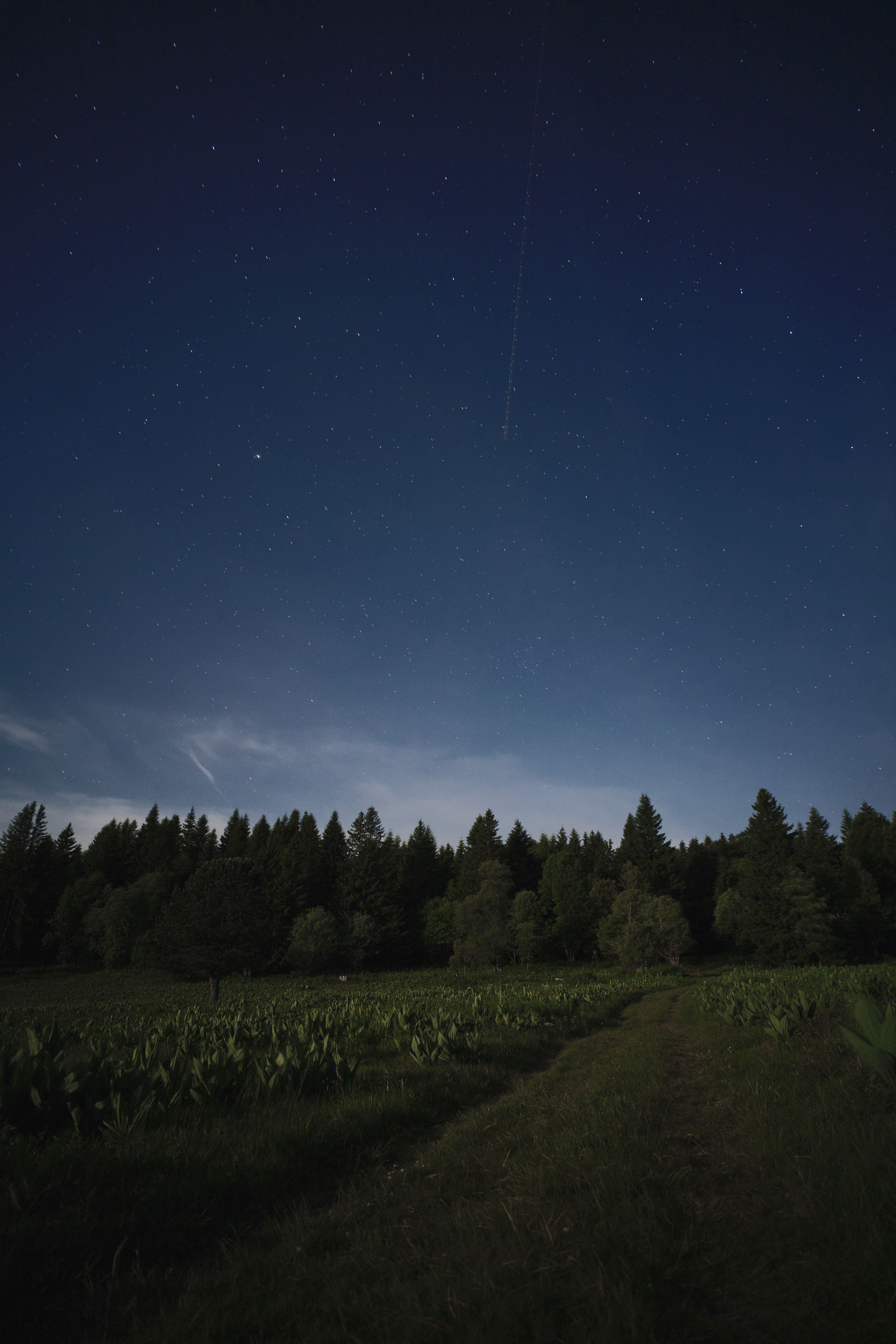 Starlit Night Landscape with Dense Forest · Free Stock Photo