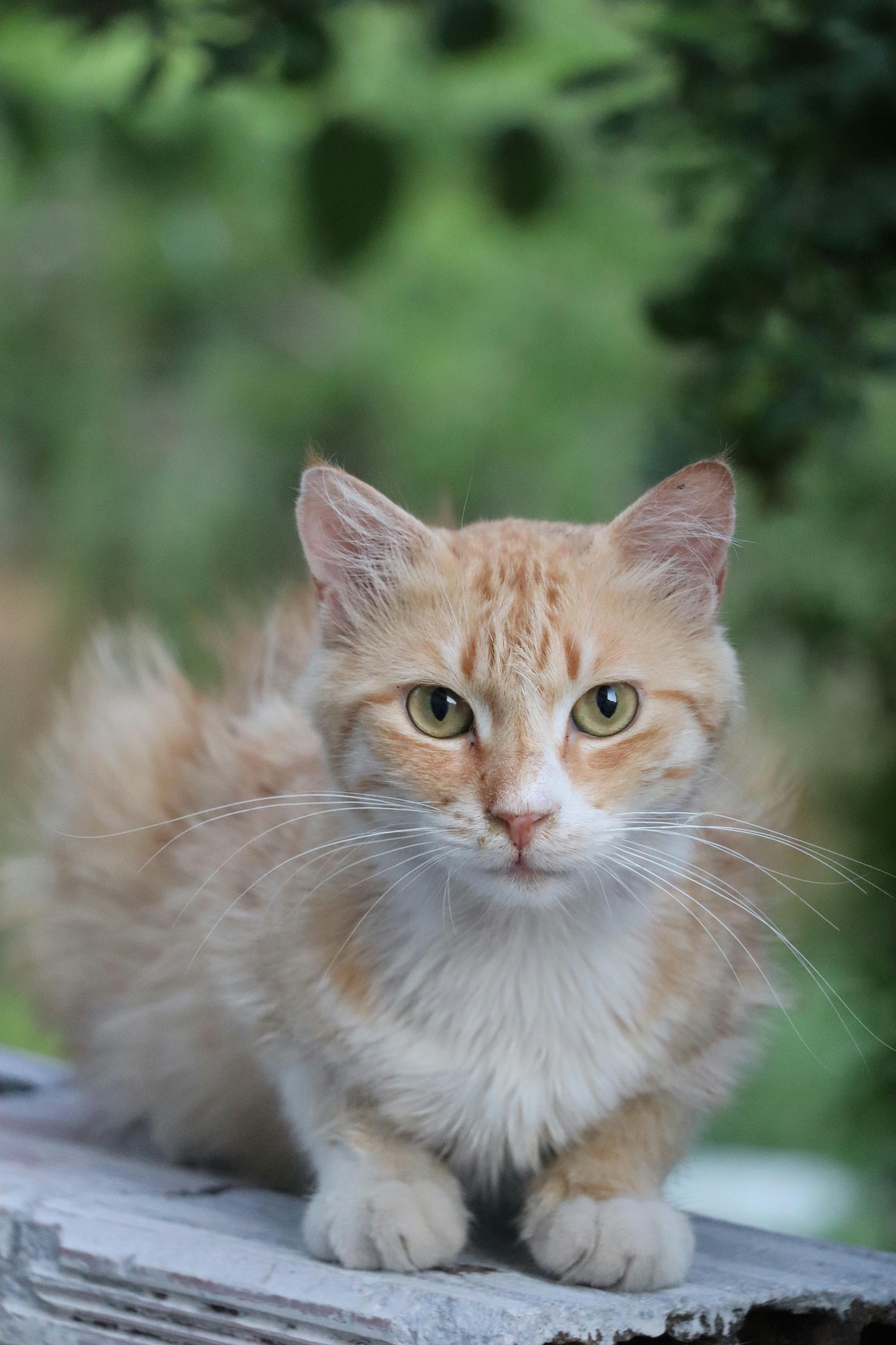 Portrait of a Ginger Cat with Green Eyes Outdoors · Free Stock Photo