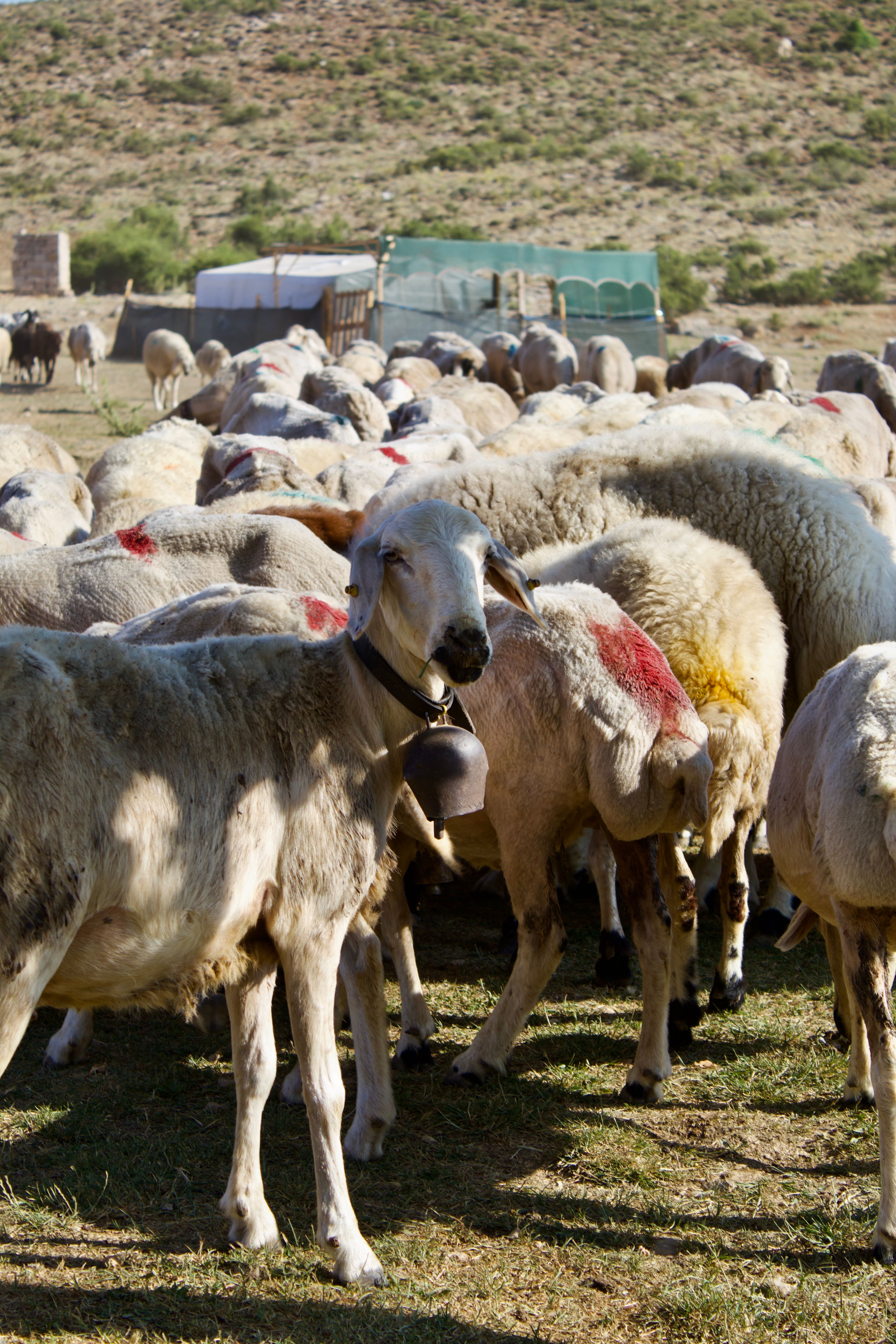 Flock of Sheep Grazing in Sunlit Pasture · Free Stock Photo