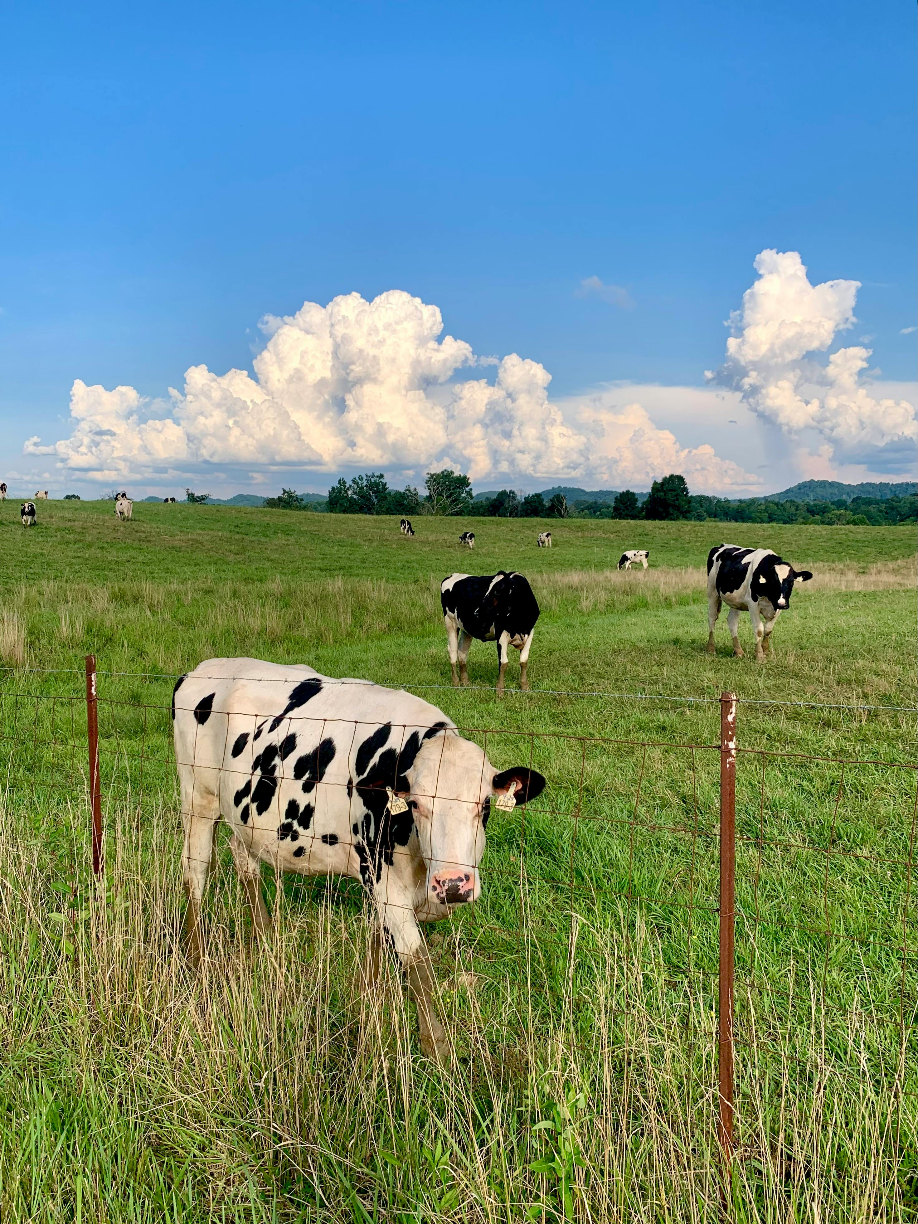 Ganado Lechero Holstein En Un Pasto Verde Con Cielo Azul Y Nubes Al Fondo · Foto de stock gratuita