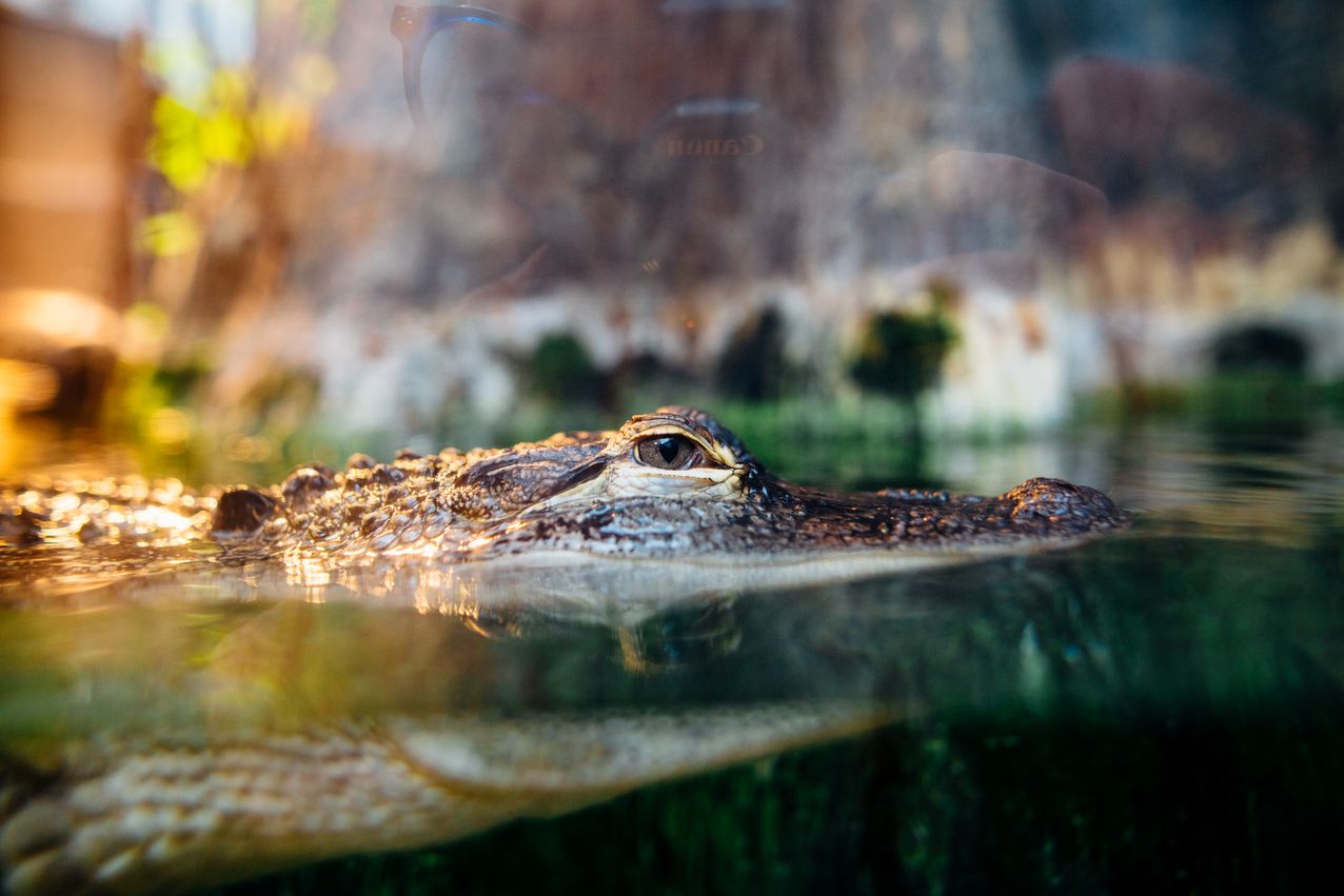 Reptile Anatomy: Simple Guide to Unique Features and Facts