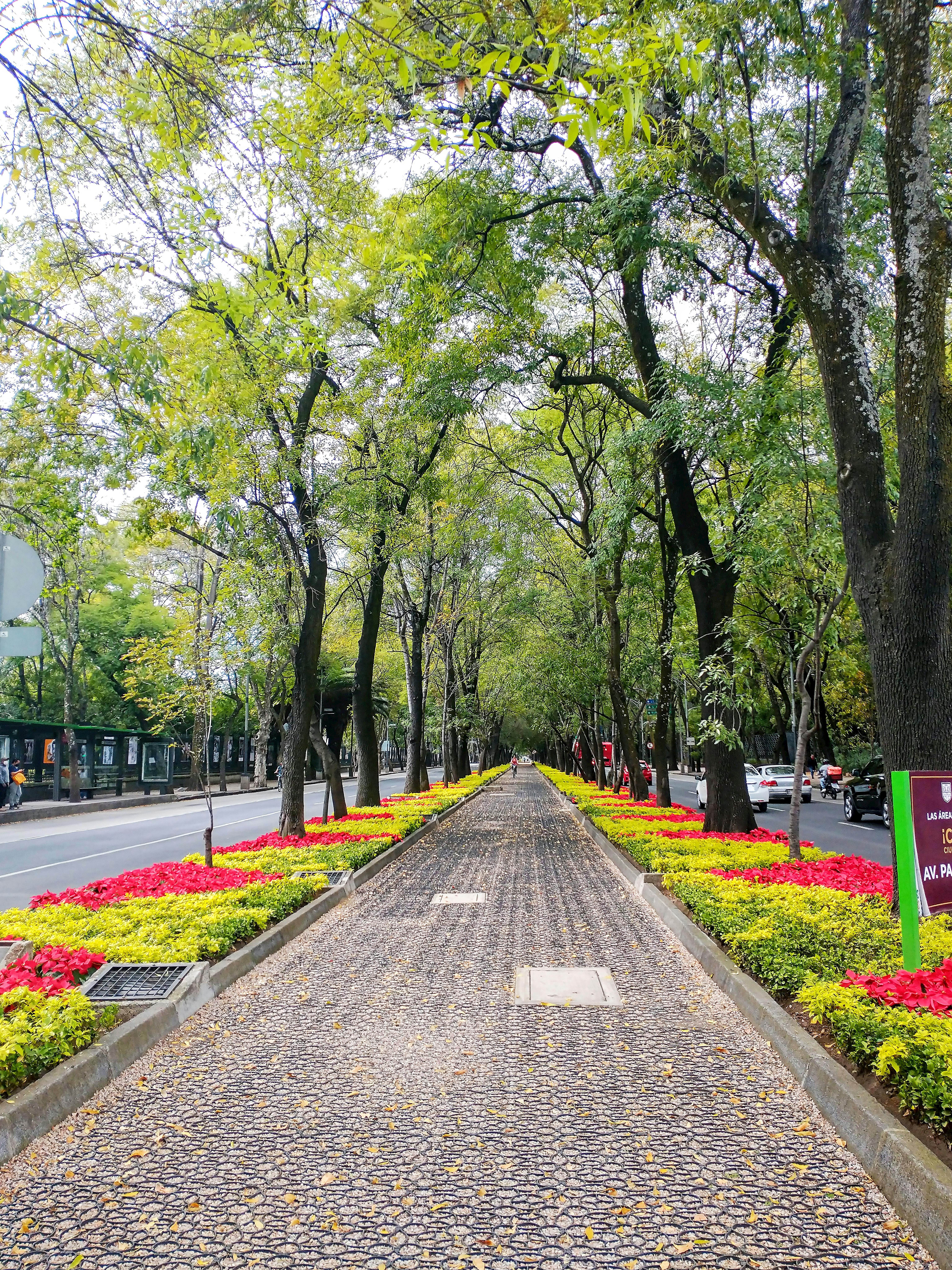 Tree-lined Pathway in Mexico City · Free Stock Photo