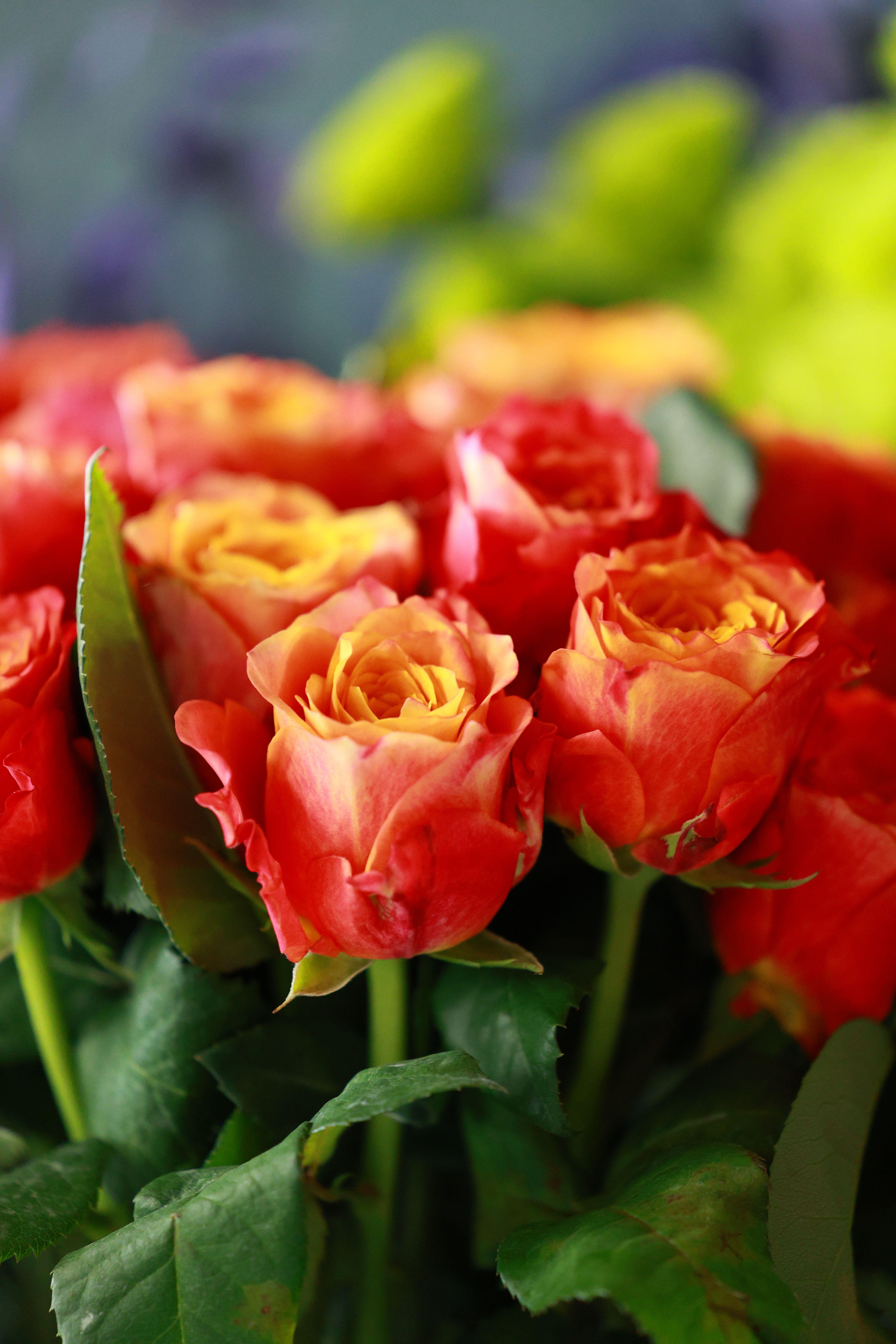 Rose Garden Photos, Download The BEST Free Rose Garden Stock Photos ...