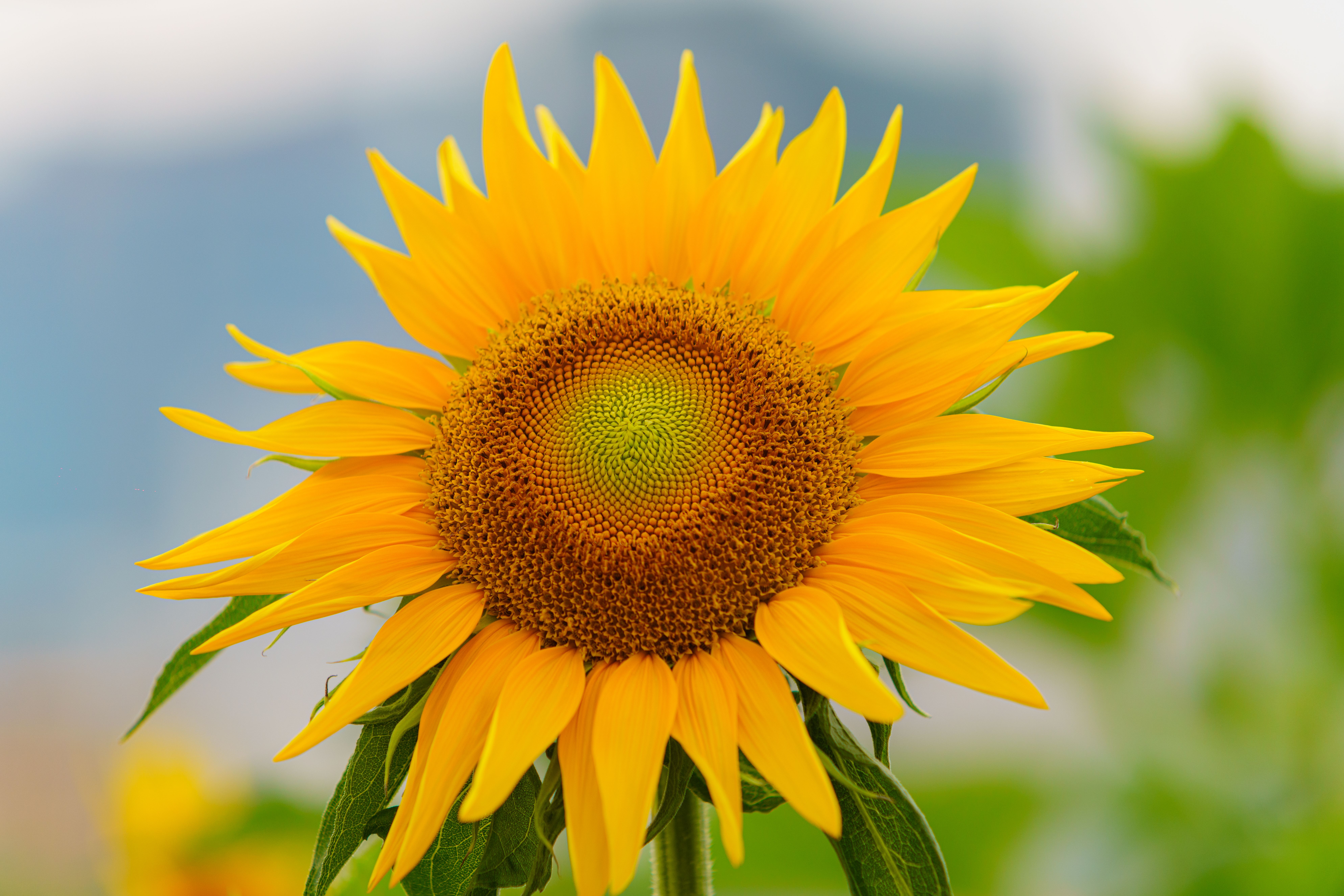 Bright Sunflower Bloom in Vietnamese Field · Free Stock Photo