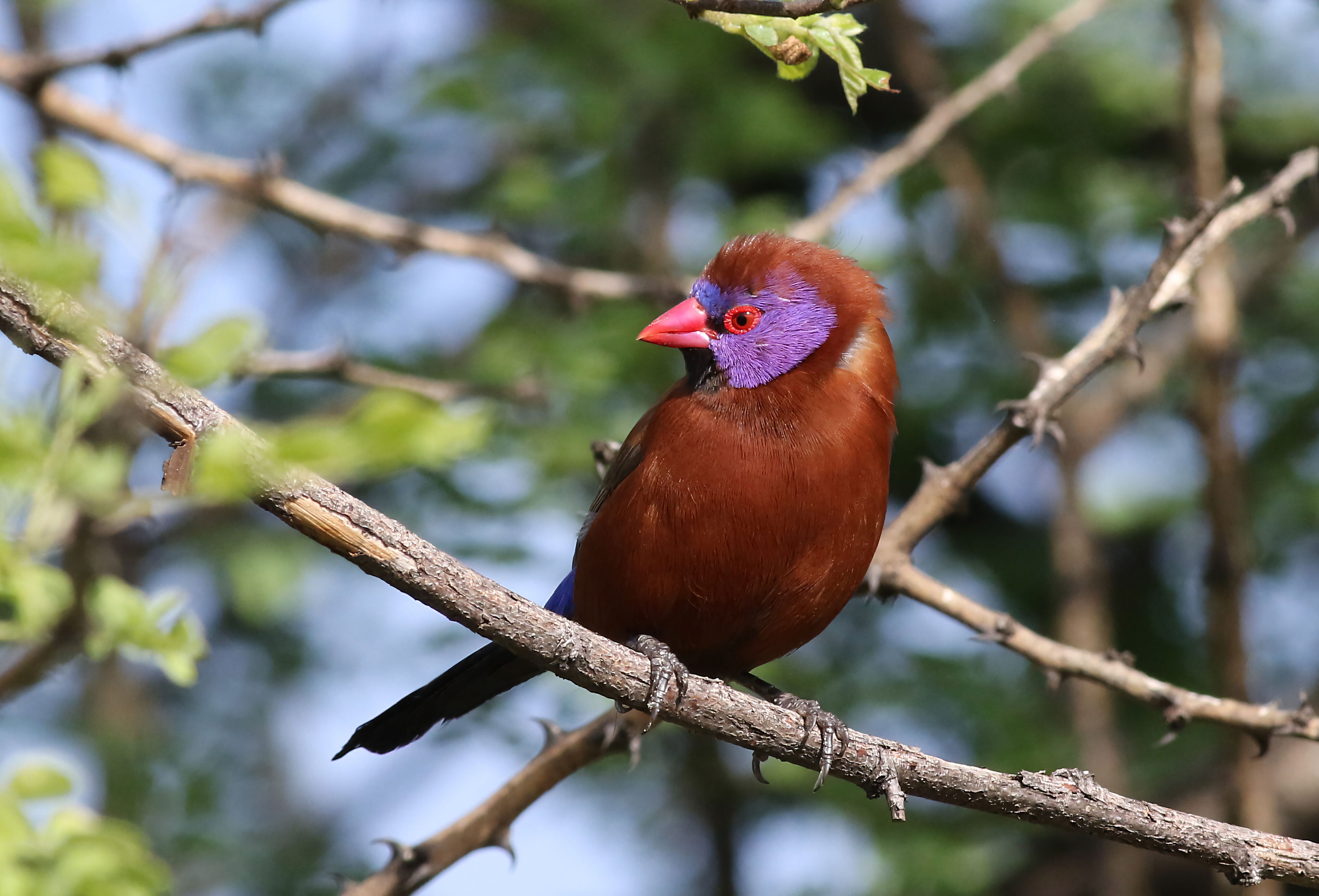 Bird In The Tree Photos, Download The BEST Free Bird In The Tree Stock ...
