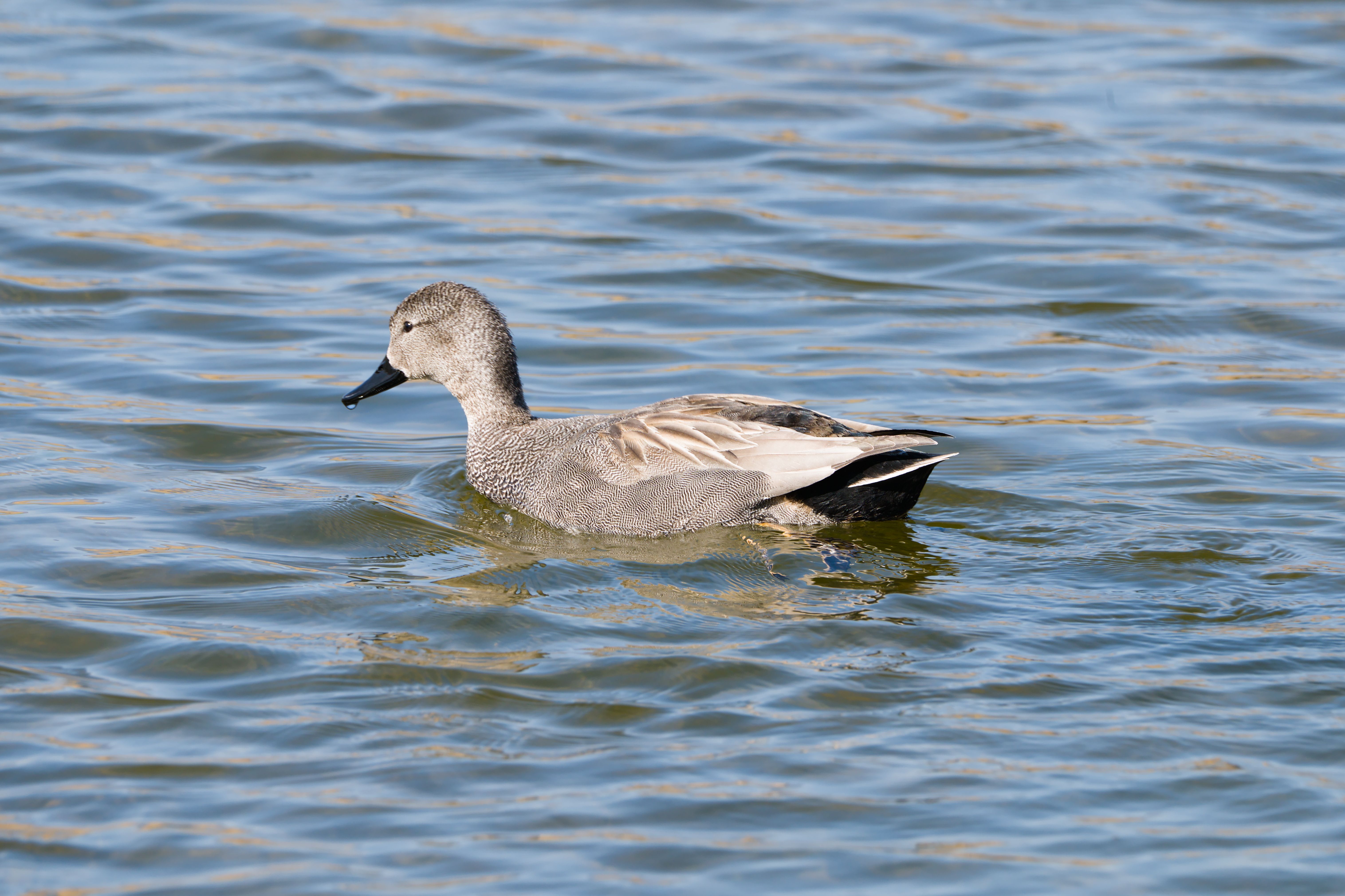 Water Animals Photos, Download The BEST Free Water Animals Stock Photos ...