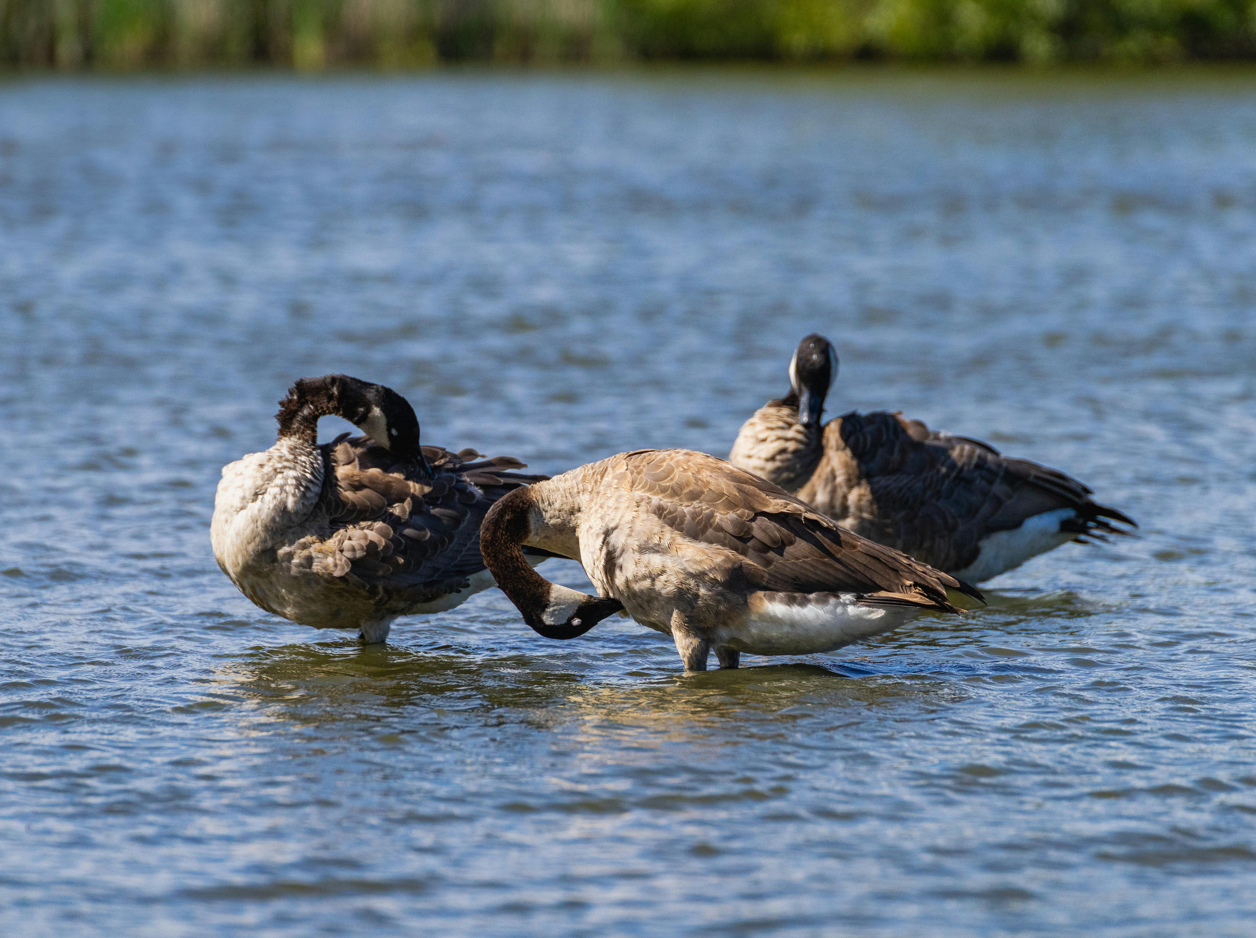 Duck Poop Photos, Download The BEST Free Duck Poop Stock Photos & HD Images