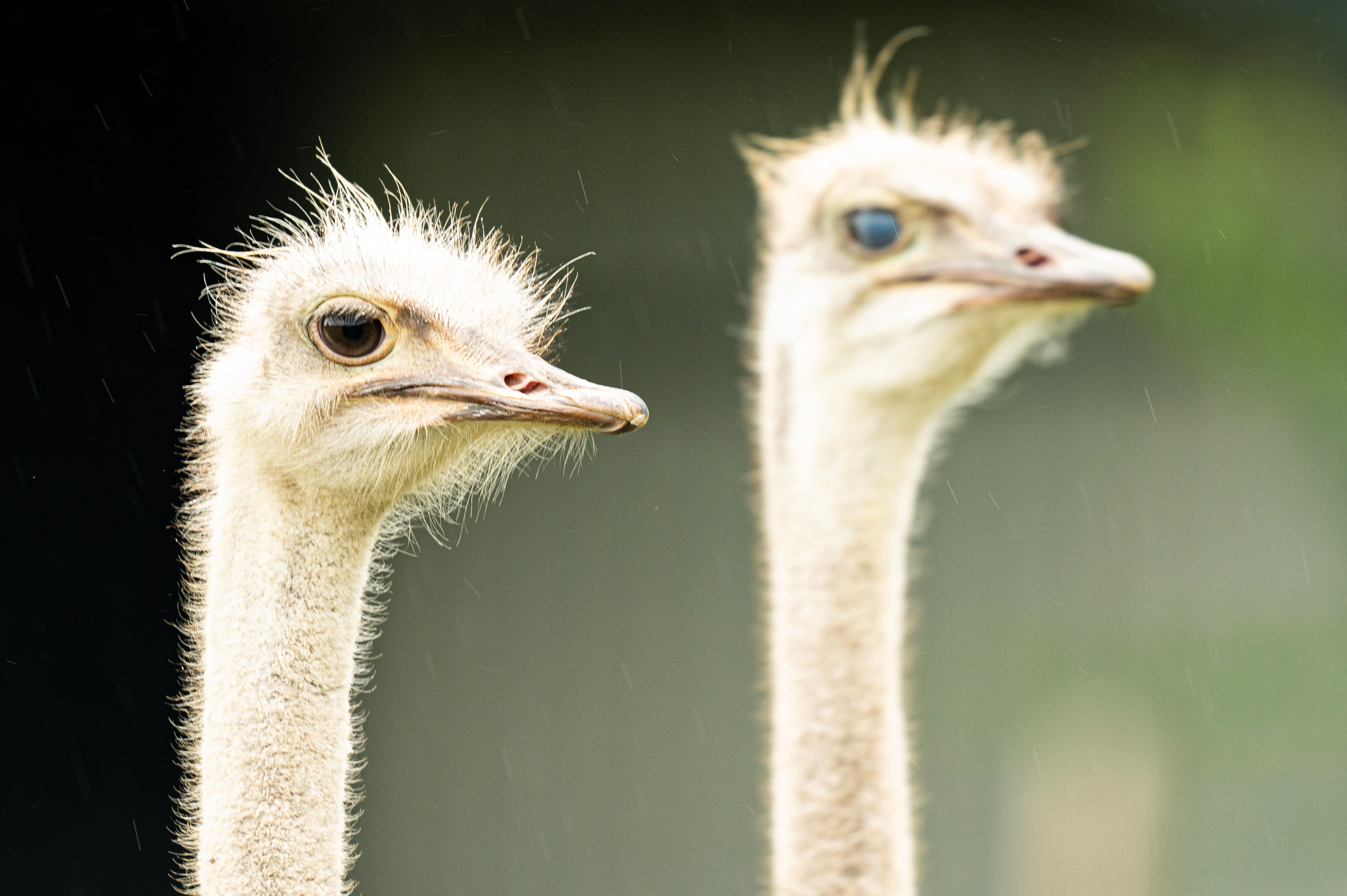 Close-up Portrait of Two Curious Ostriches · Free Stock Photo