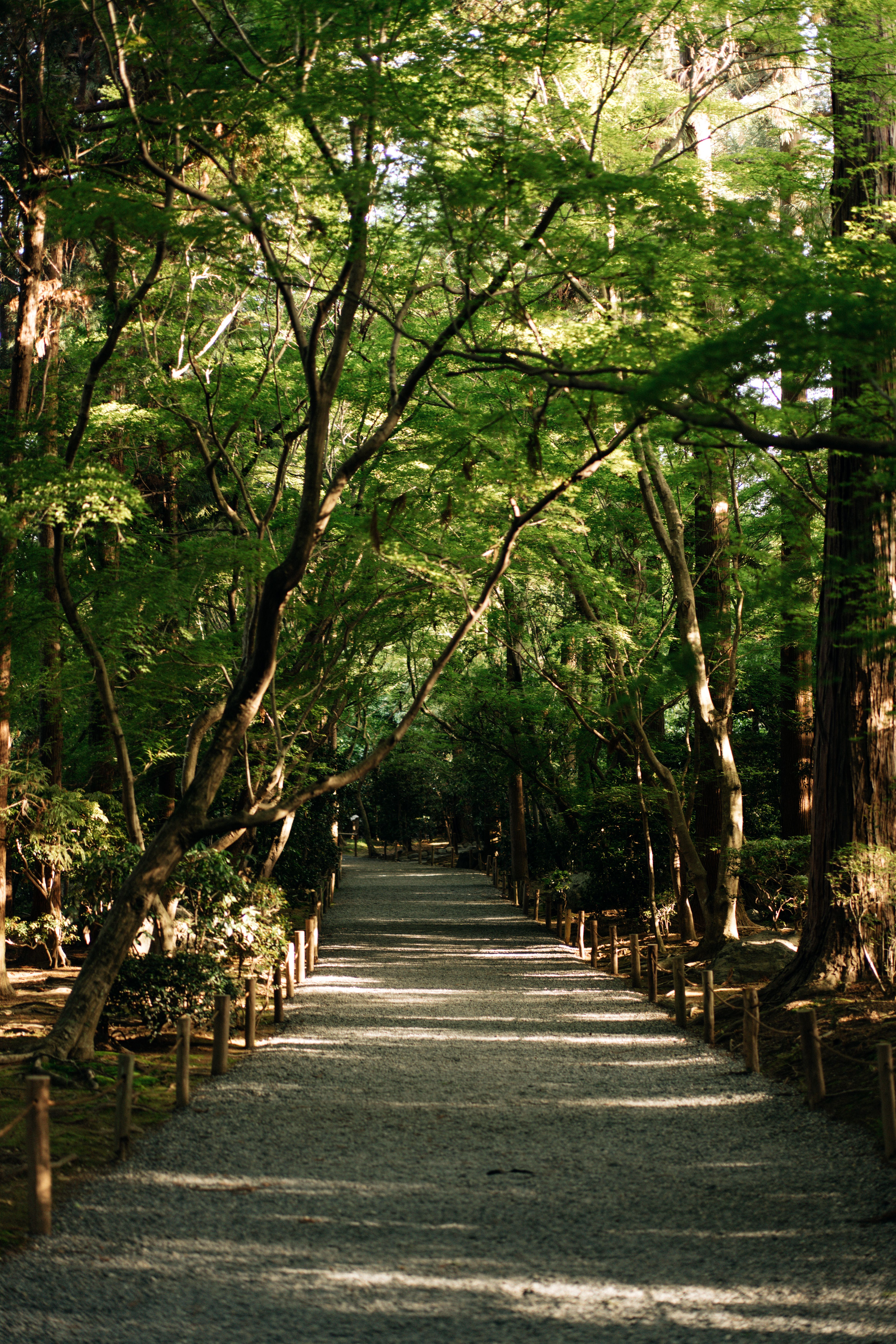 Japan Forest Photos, Download The BEST Free Japan Forest Stock Photos ...
