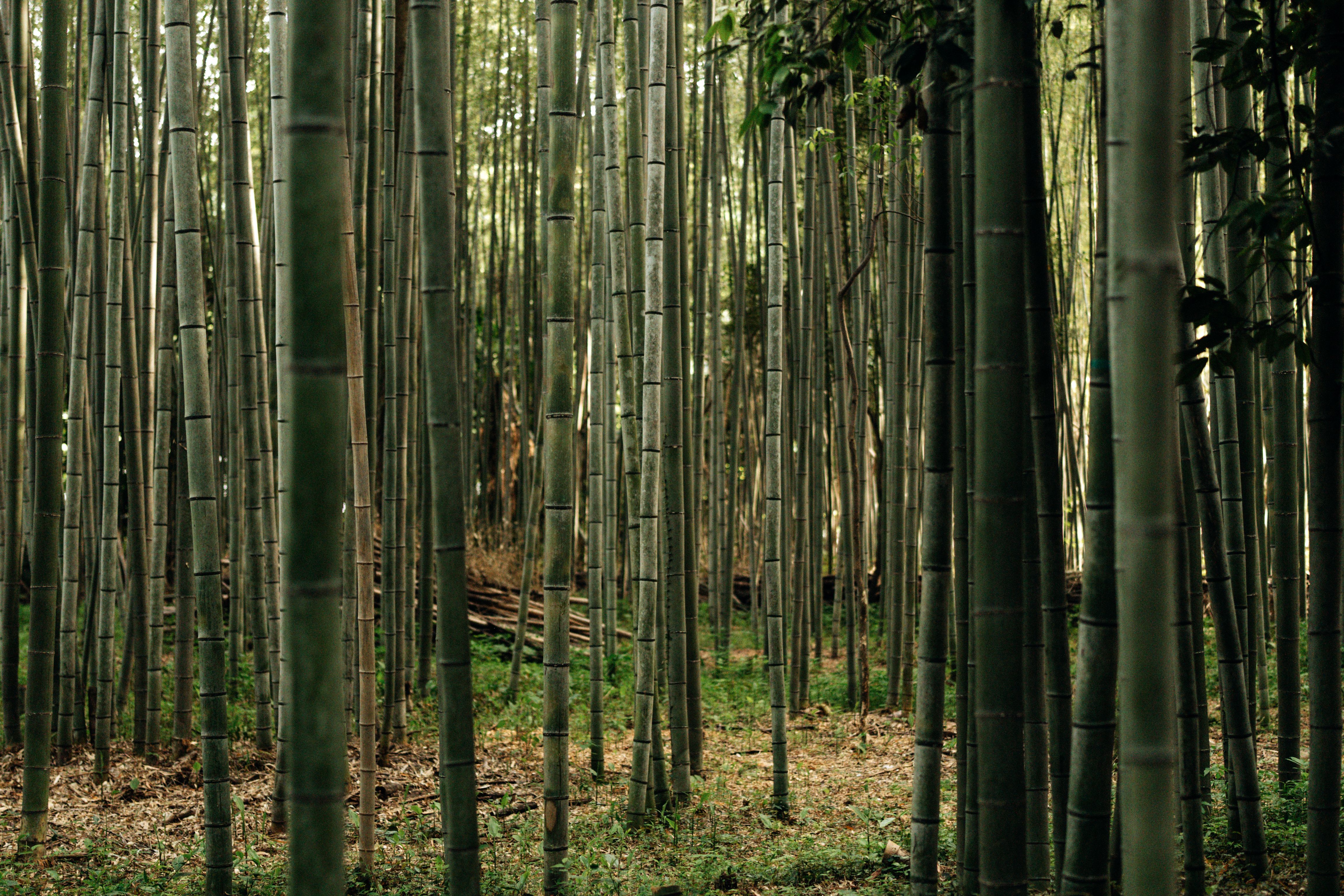 Bamboo Forest Photos, Download The BEST Free Bamboo Forest Stock Photos ...