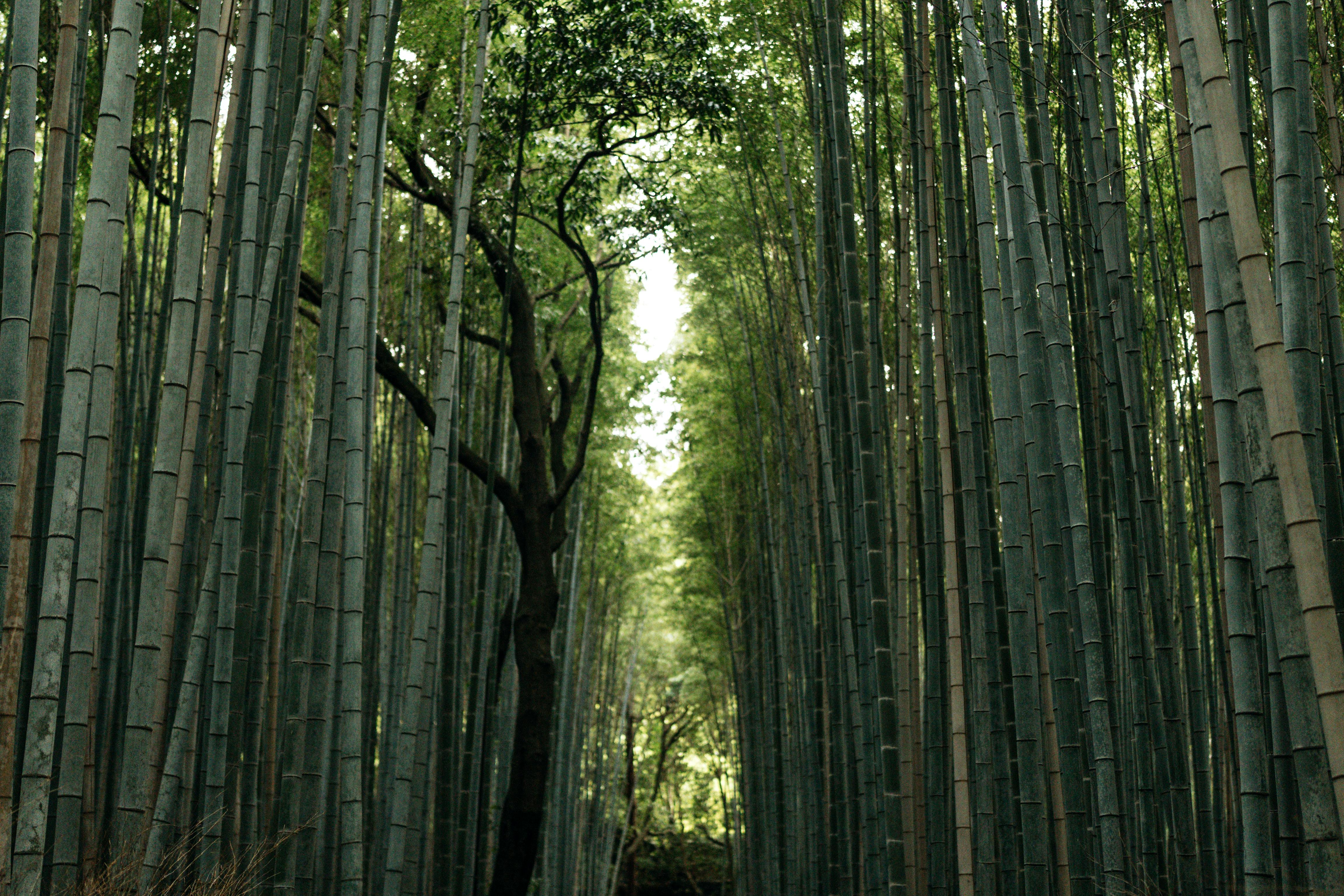 Kyoto, Arashiyama'daki Huzurlu Bambu Ormanı Yolu · Ücretsiz Stok Fotoğraf