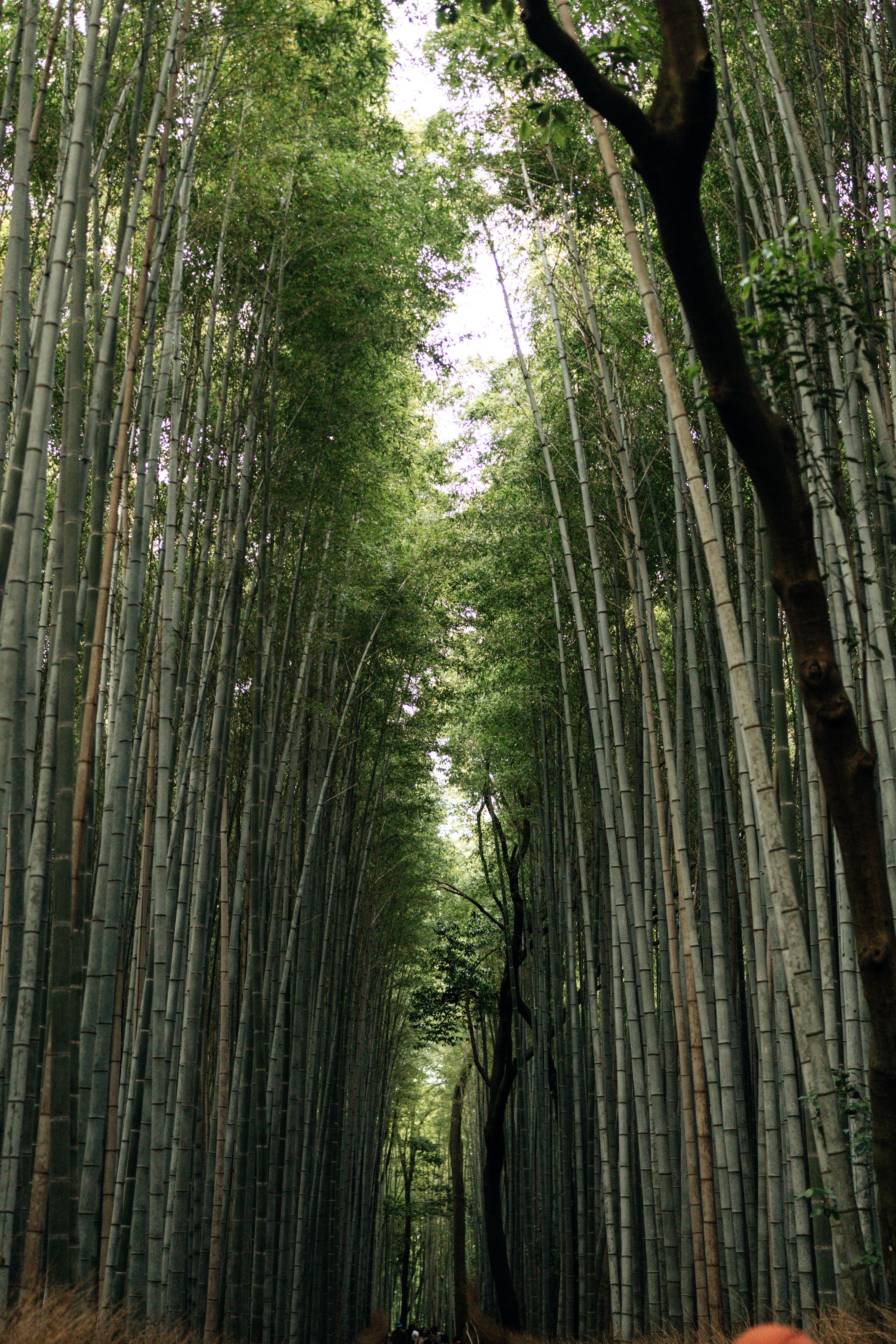 Scenic View of Bamboo Trees · Free Stock Photo
