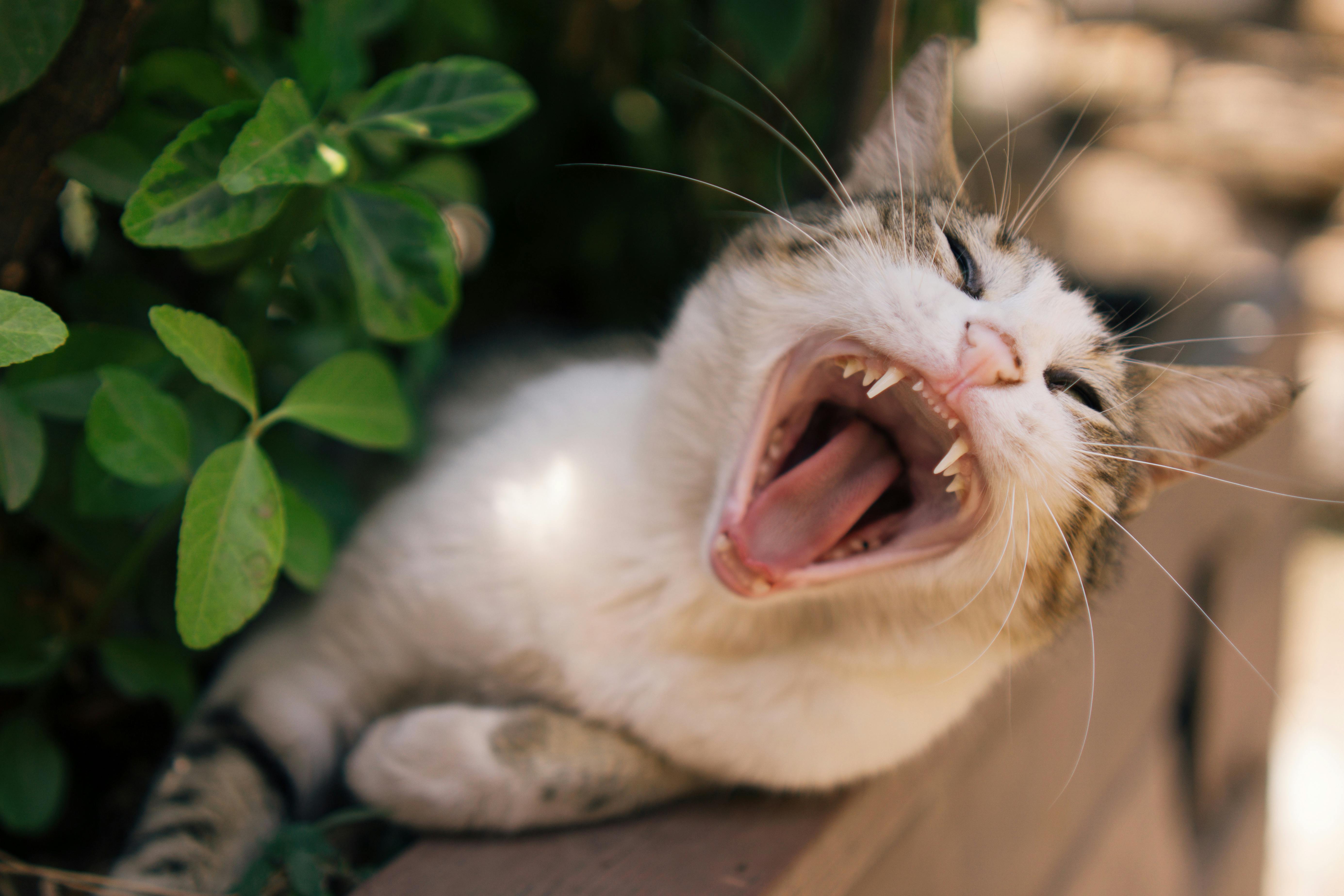 Catnip Plant Photos, Download The BEST Free Catnip Plant Stock Photos ...