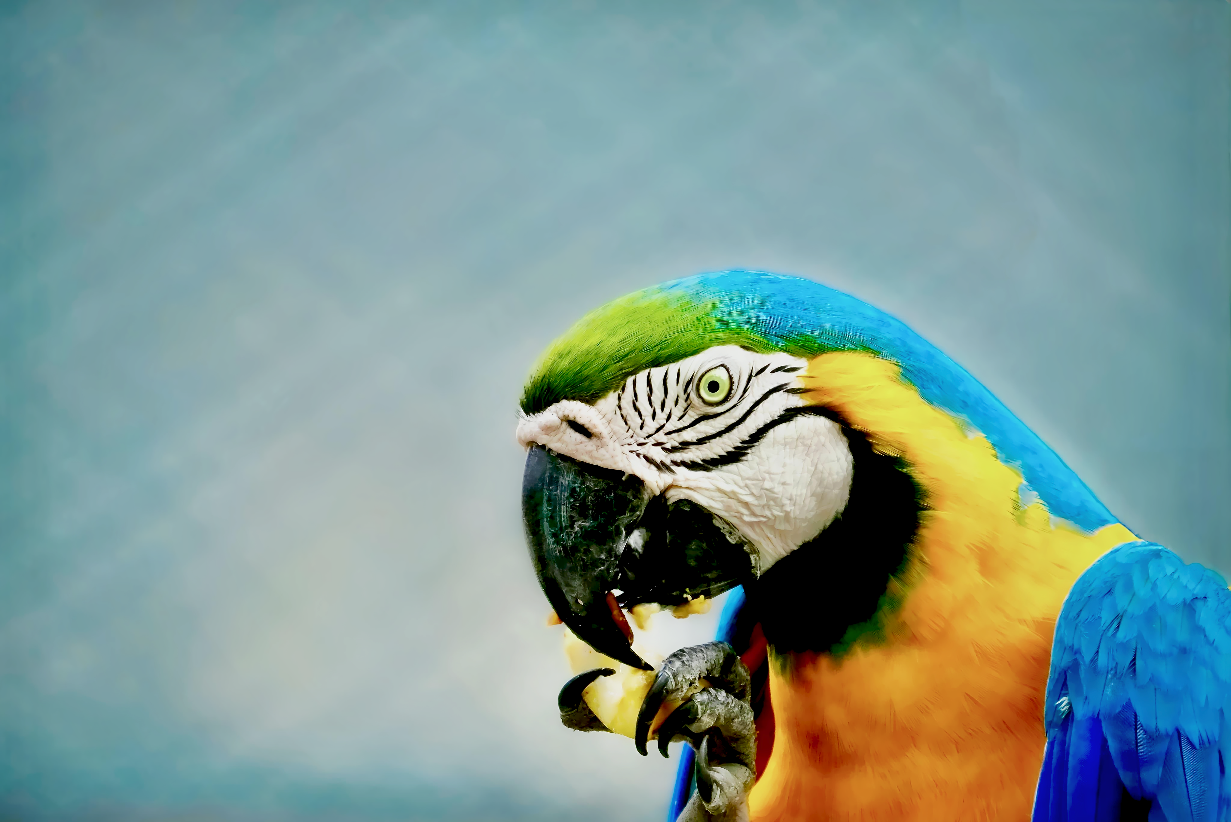 Close-up photo of a blue and yellow macaw parrot · Free Stock Photo