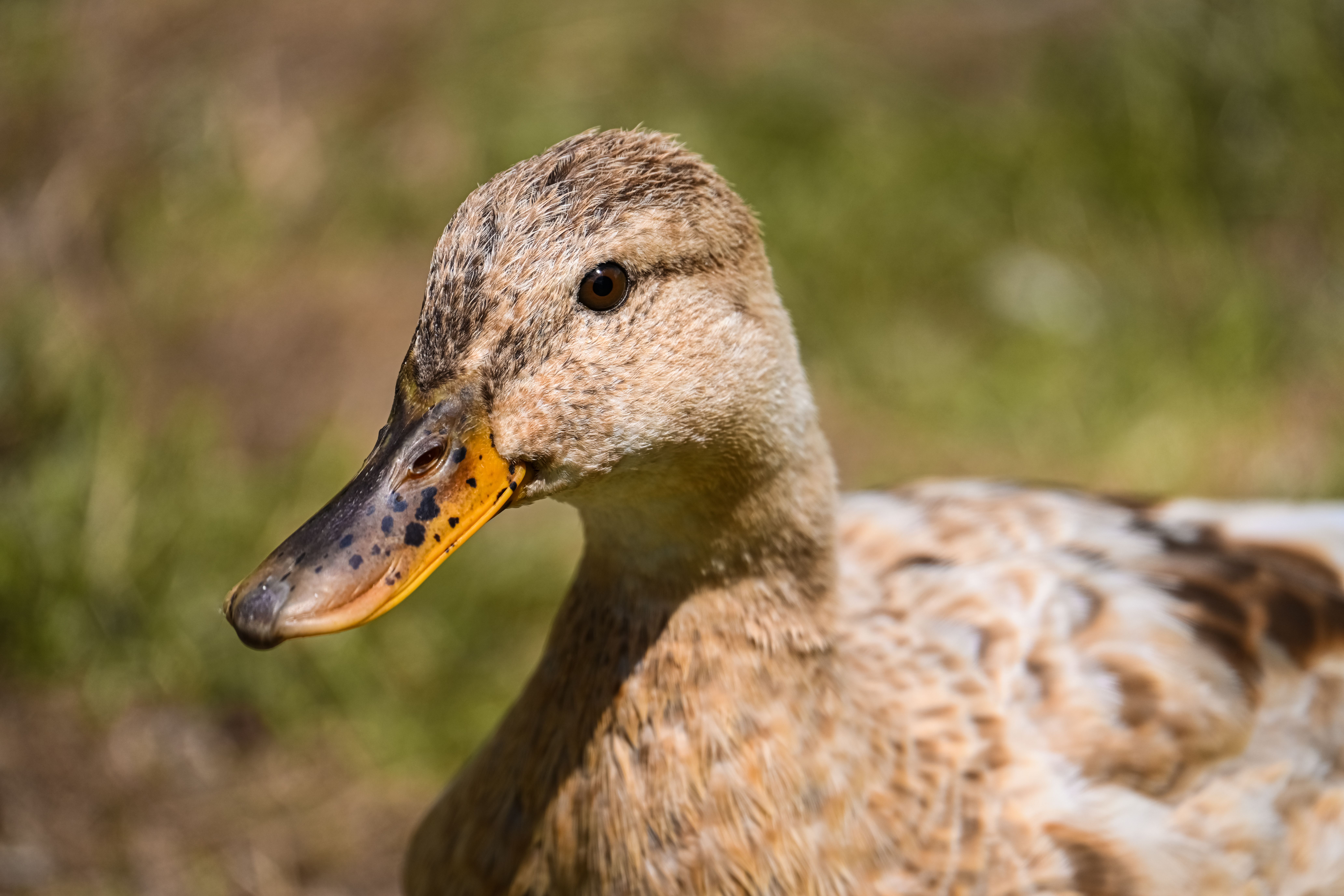 Close-up View of a Mallard Duck with Brown Feathers · Free Stock Photo