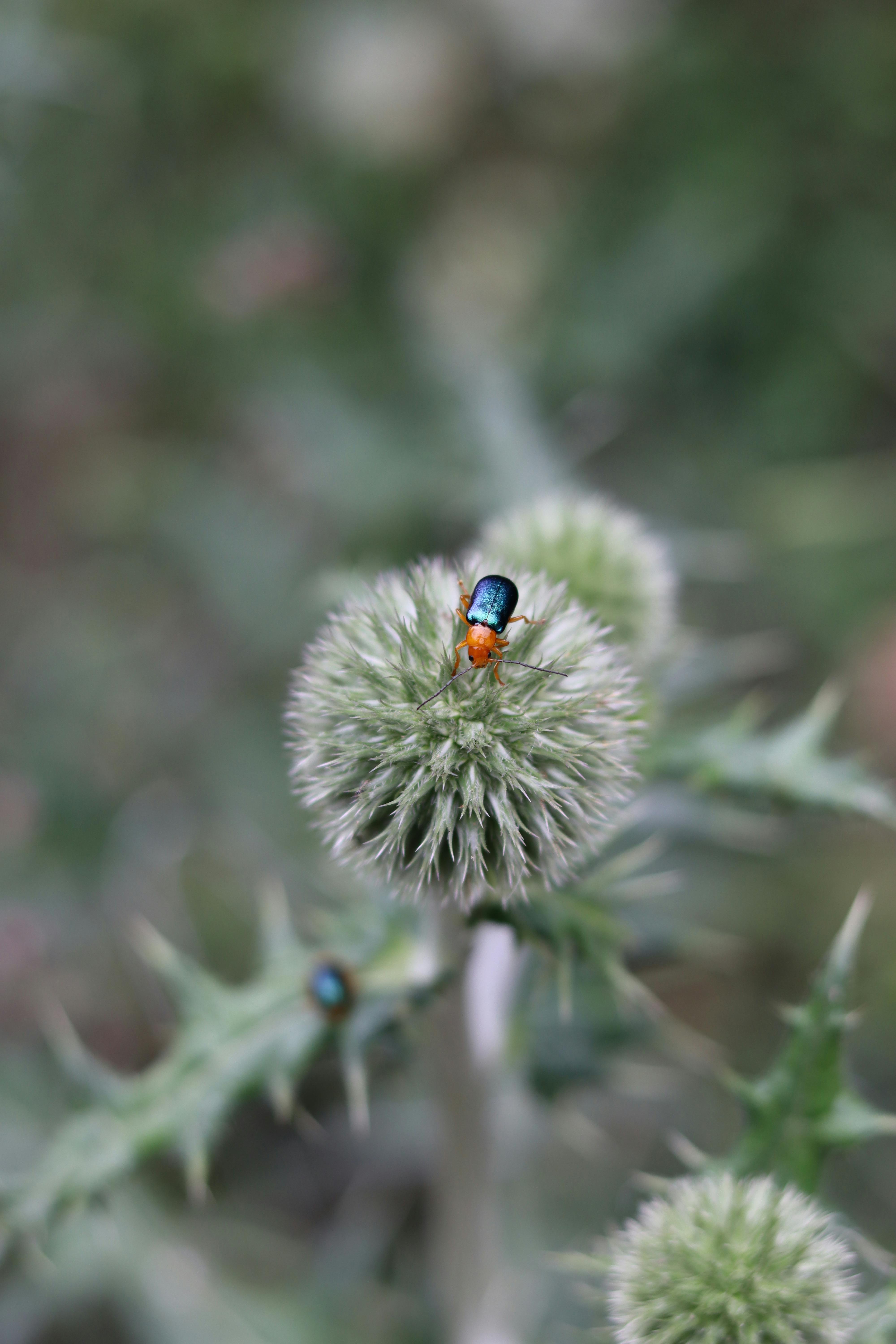 Mugg Beetle Photos, Download The BEST Free Mugg Beetle Stock Photos ...