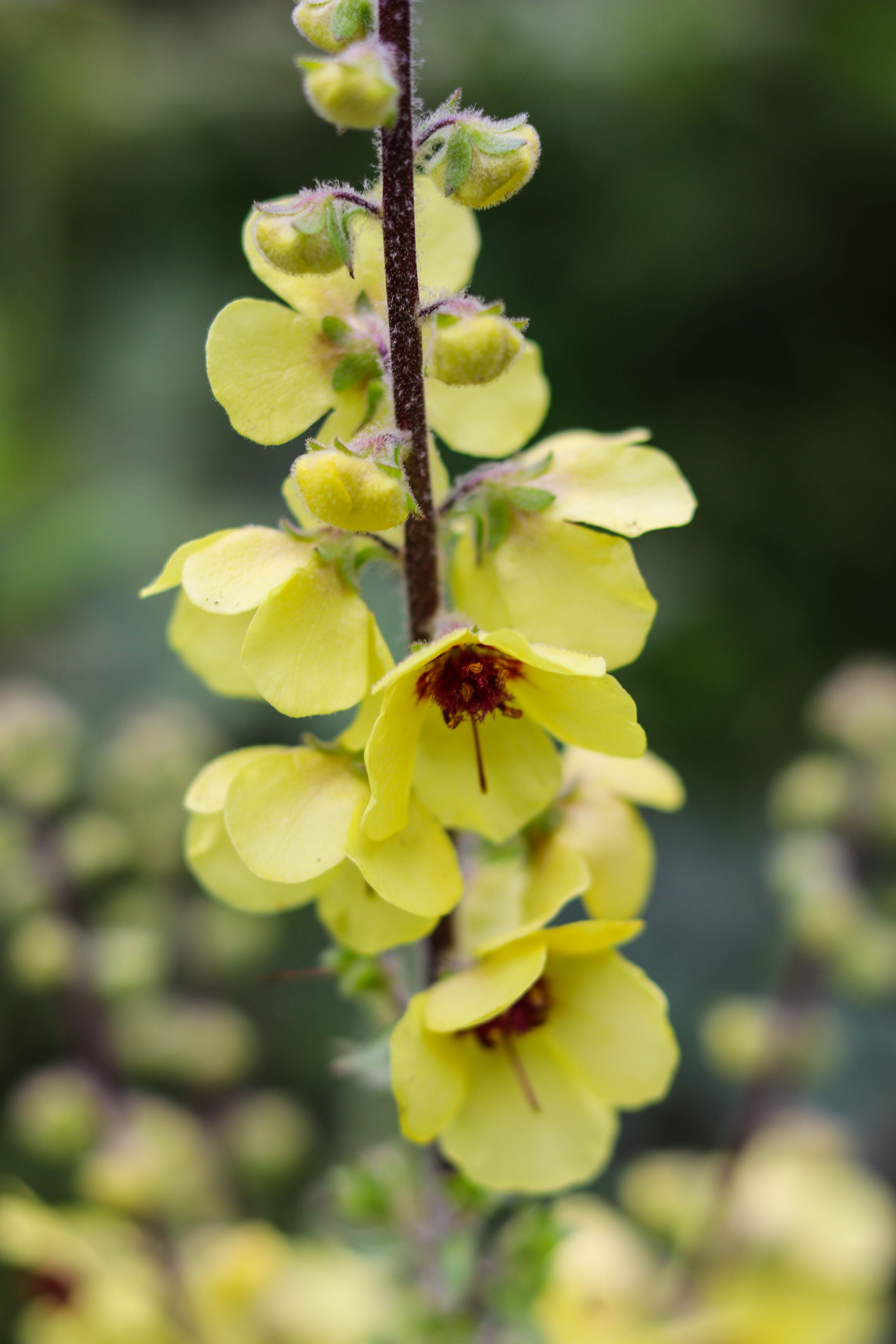 Close-up of Yellow Mullein Flowers in Bloom · Free Stock Photo