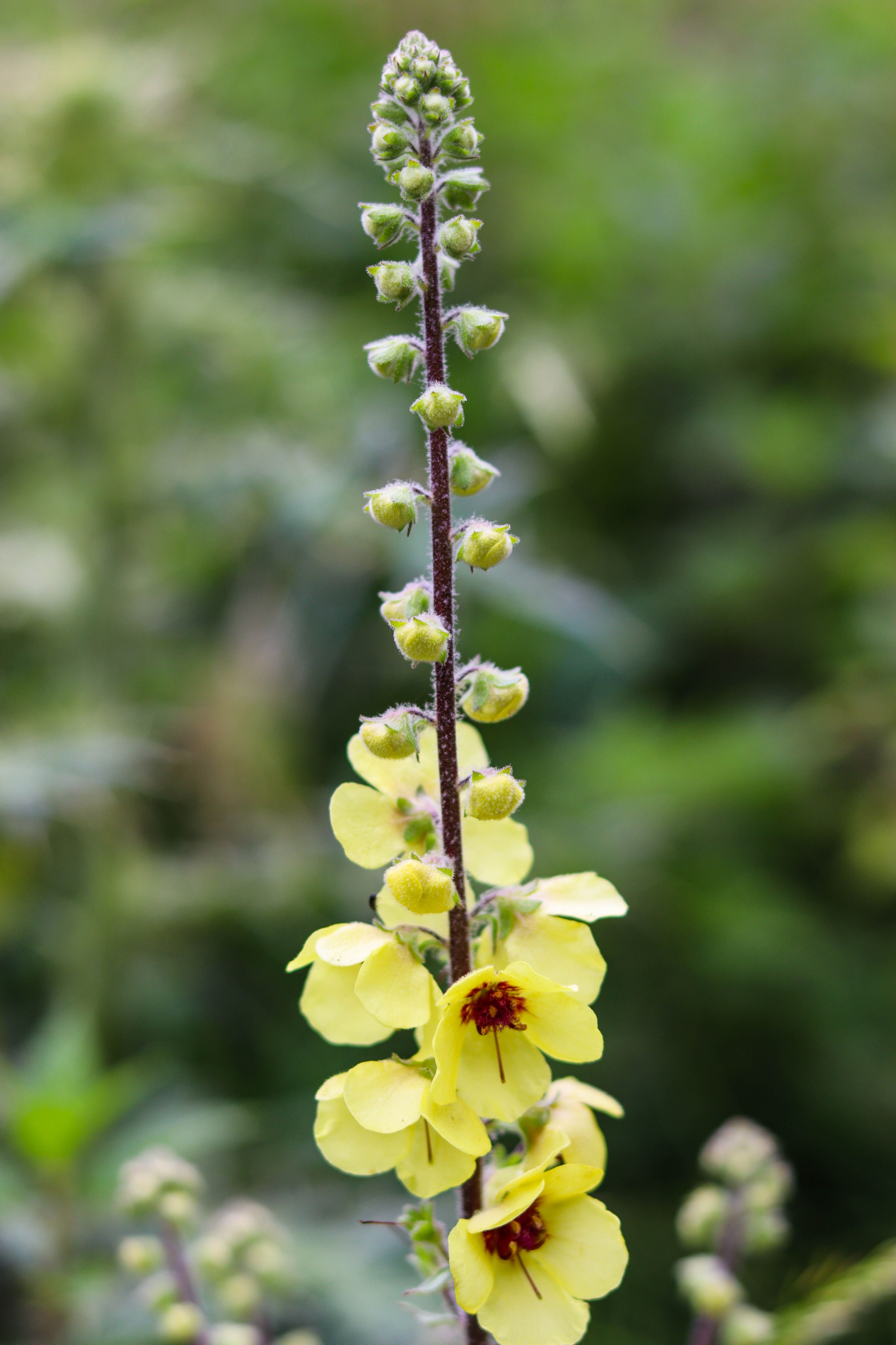 Tall yellow mullein flower with blurred green background · Free Stock Photo