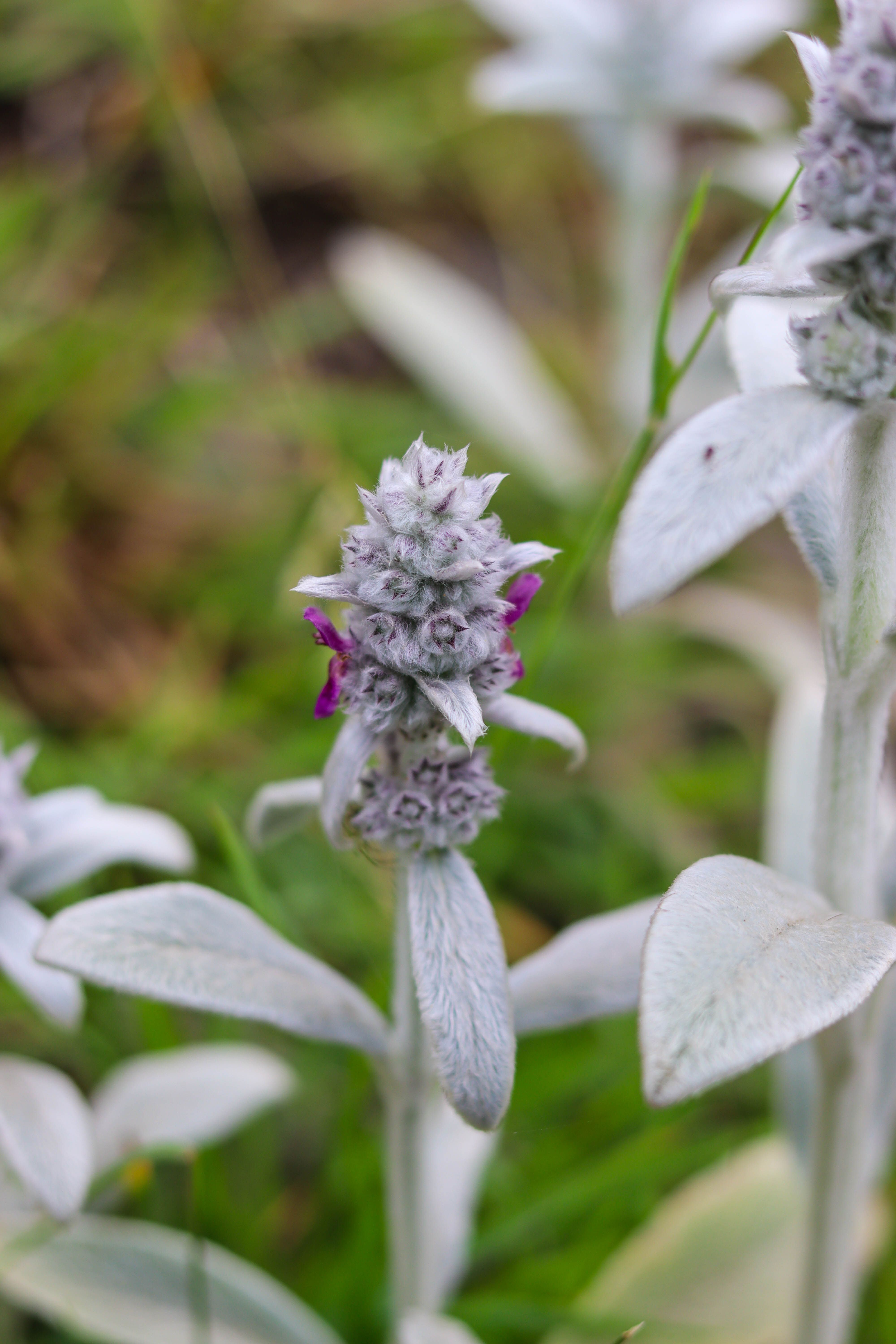 Close-up of Lamb's Ear Plant with Soft Fuzzy Leaves · Free Stock Photo