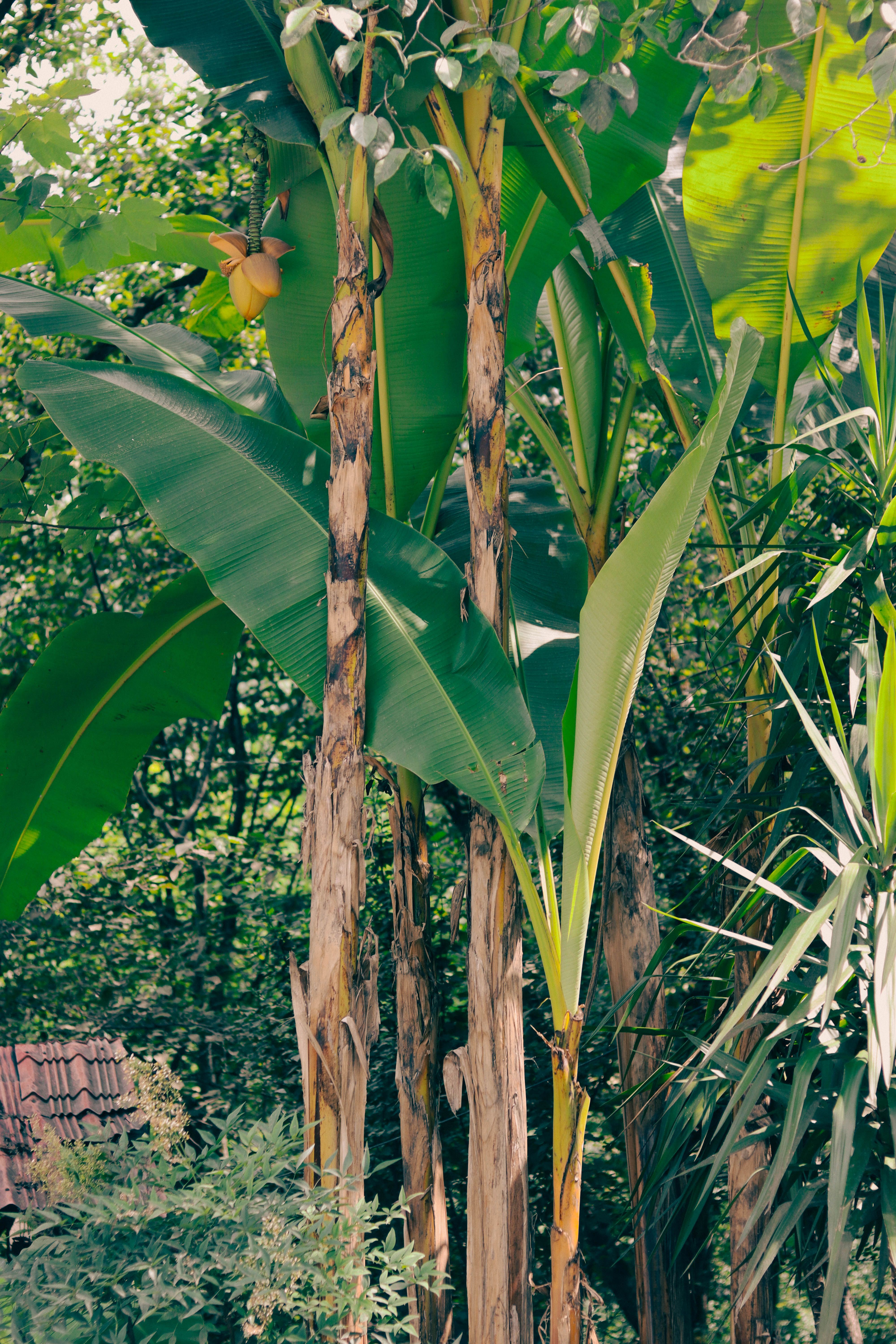 Lush Tropical Banana Trees in Sunlit Garden · Free Stock Photo
