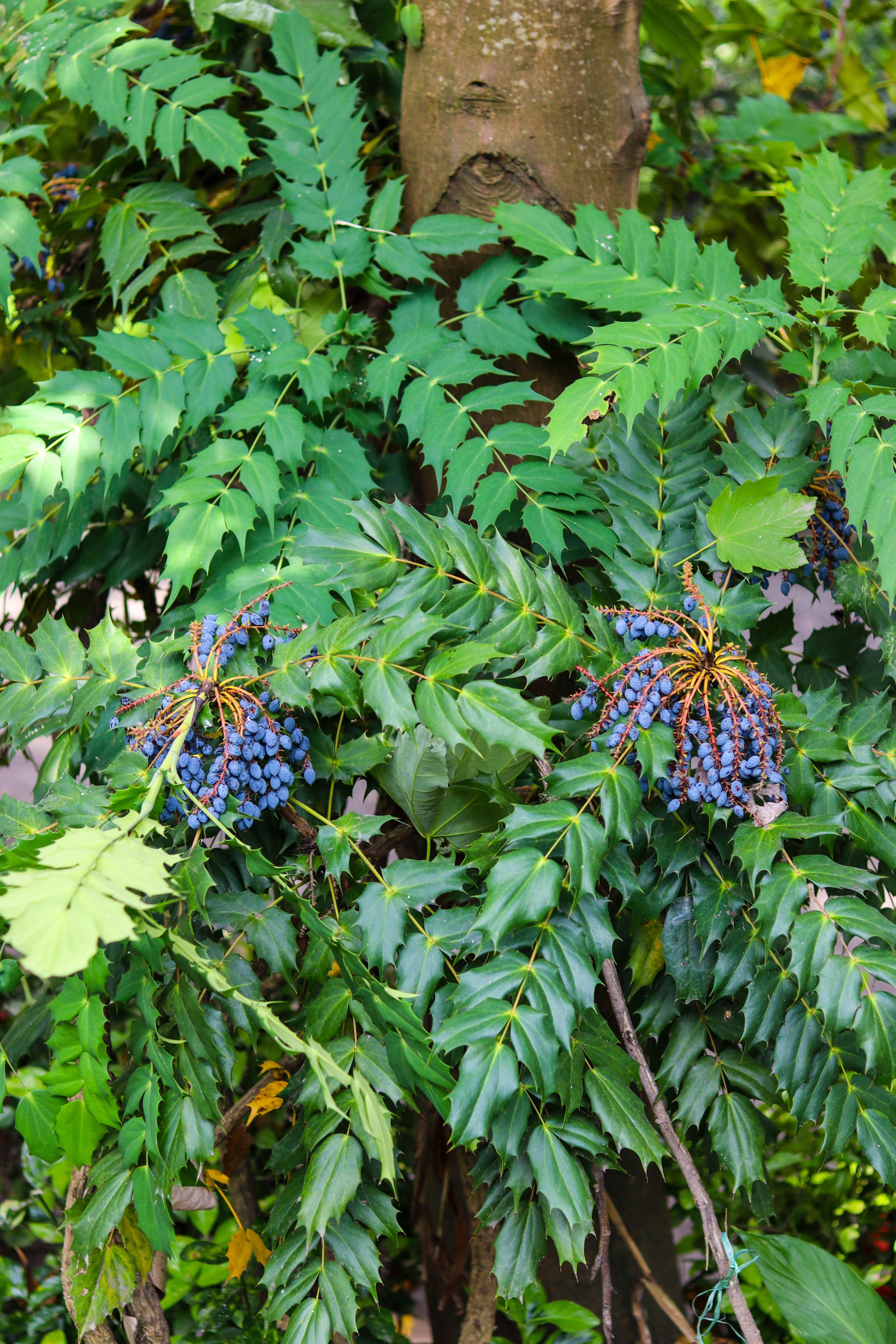Vibrant Mahonia Berries on Evergreen Shrub · Free Stock Photo
