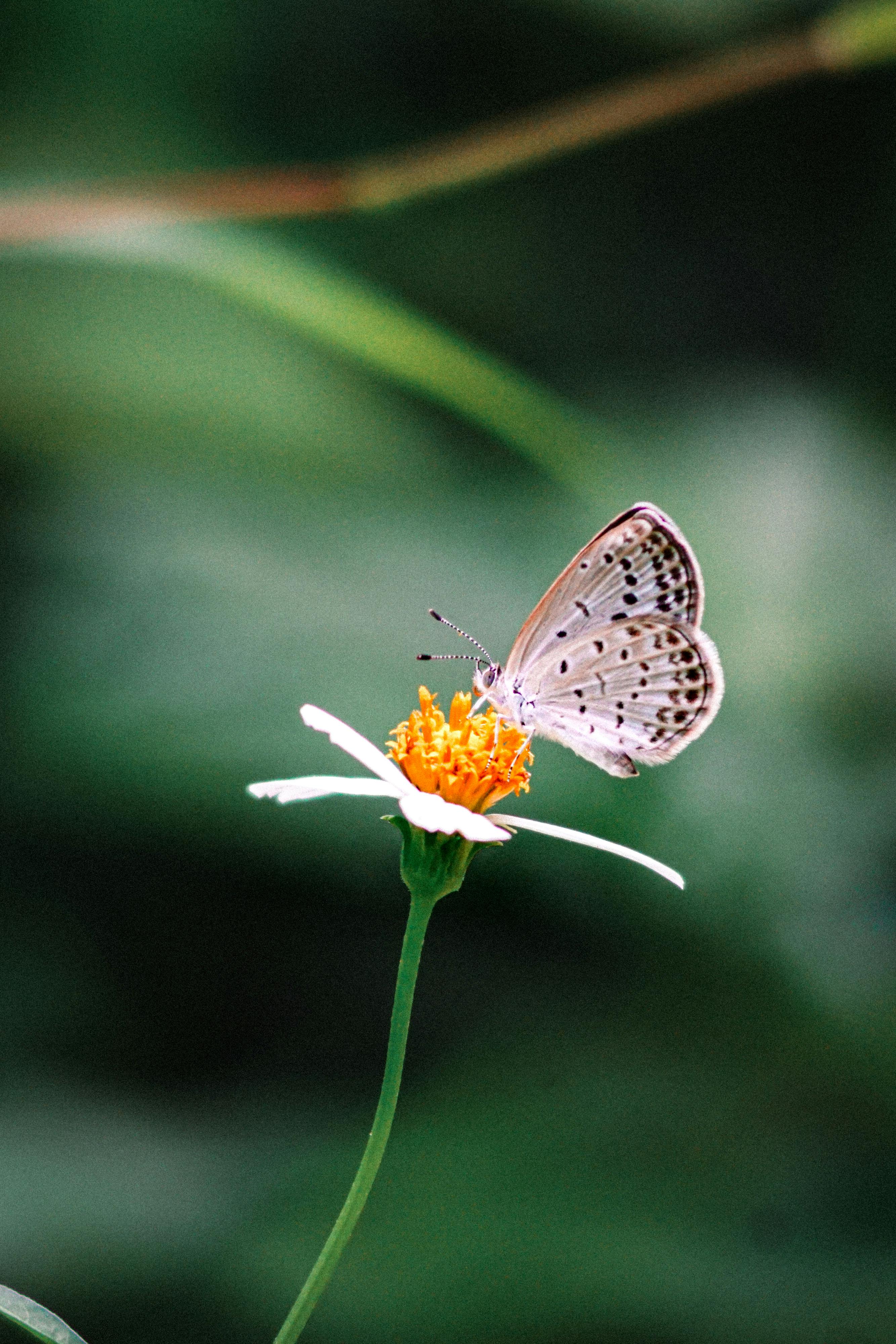 Small Flower Boundry For Cards Photos, Download The BEST Free Small ...