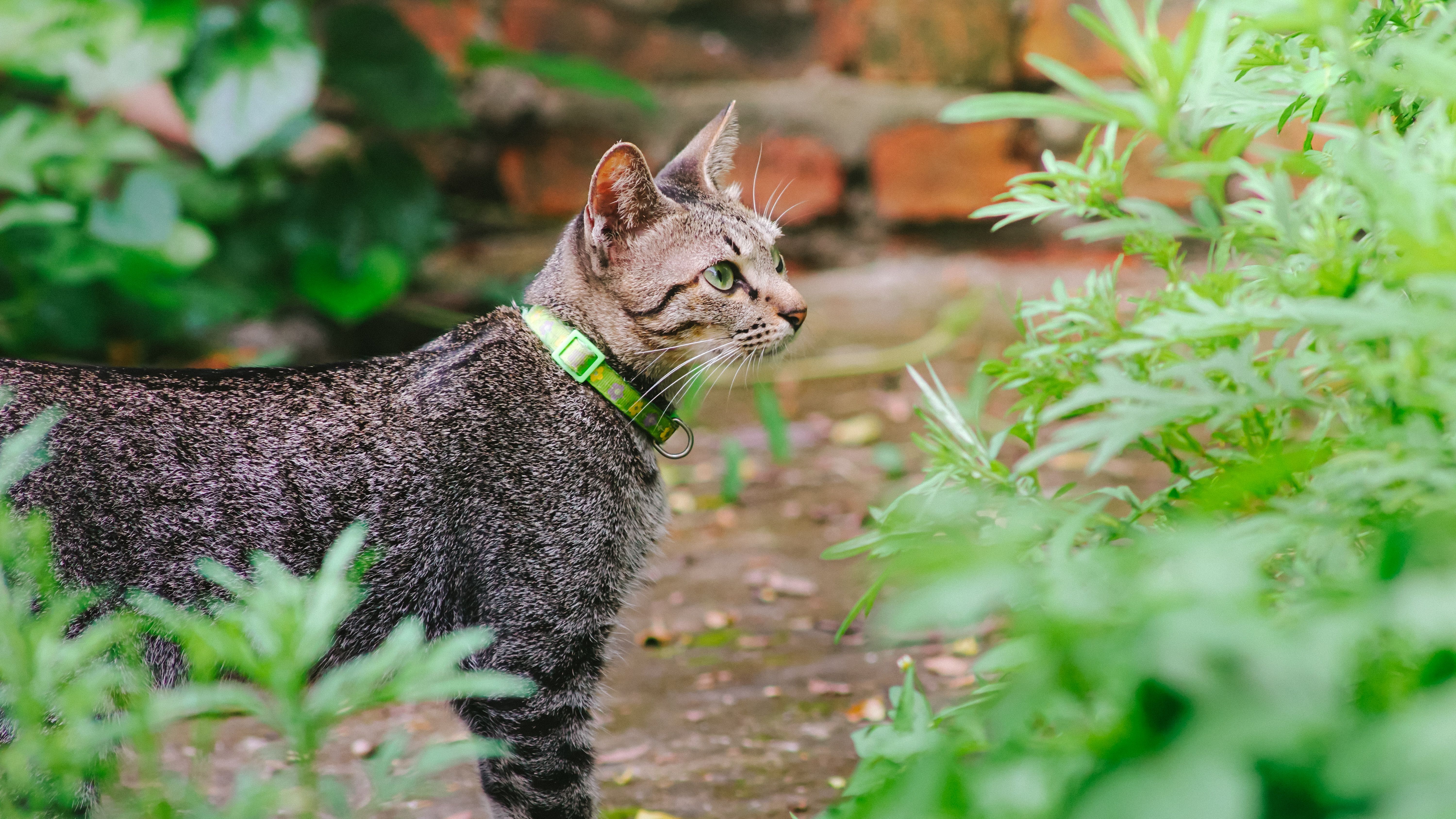 Tabby Cat with Green Collar in Garden Setting · Free Stock Photo