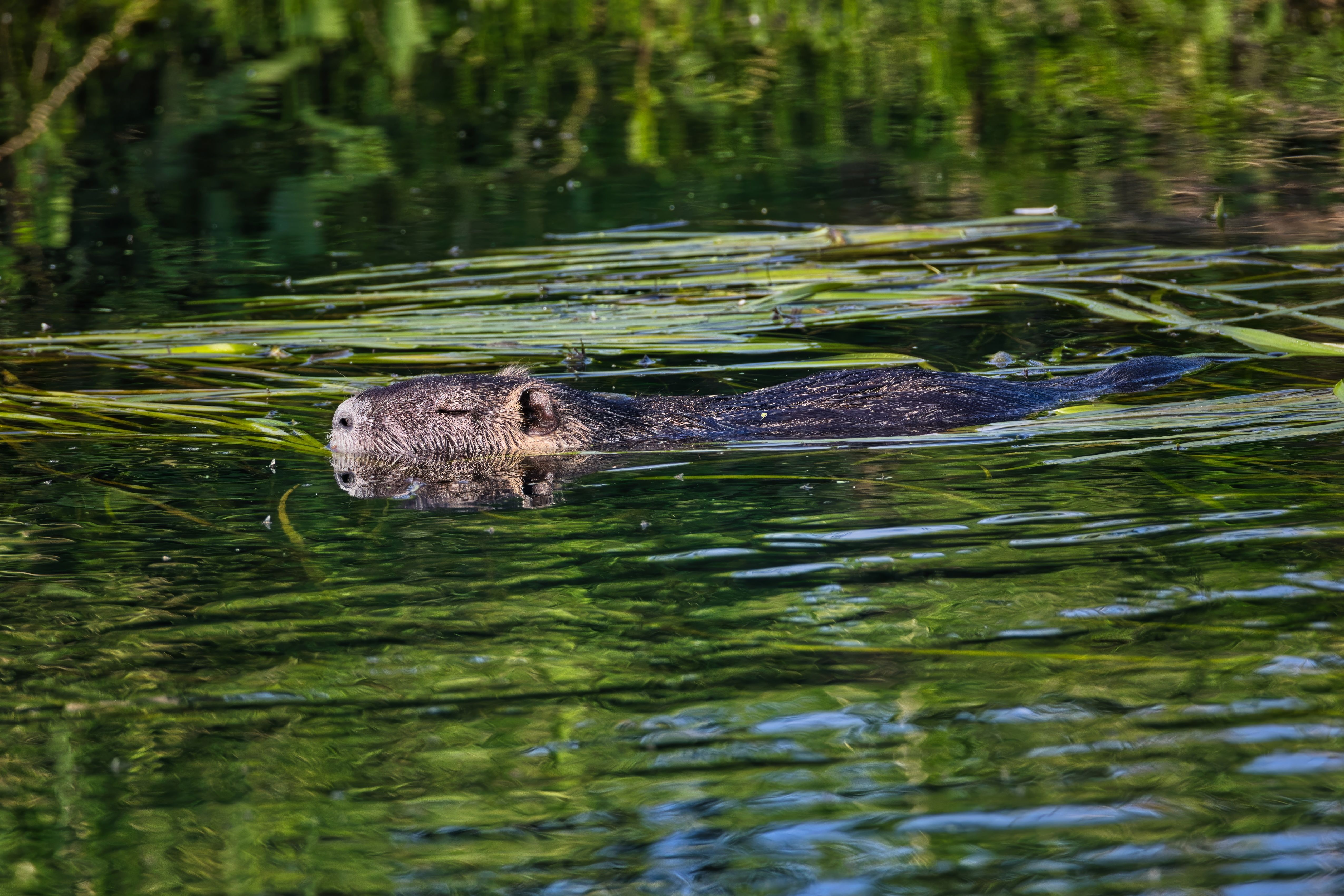 Nutria Swimming in Lush Green Habitat · Free Stock Photo