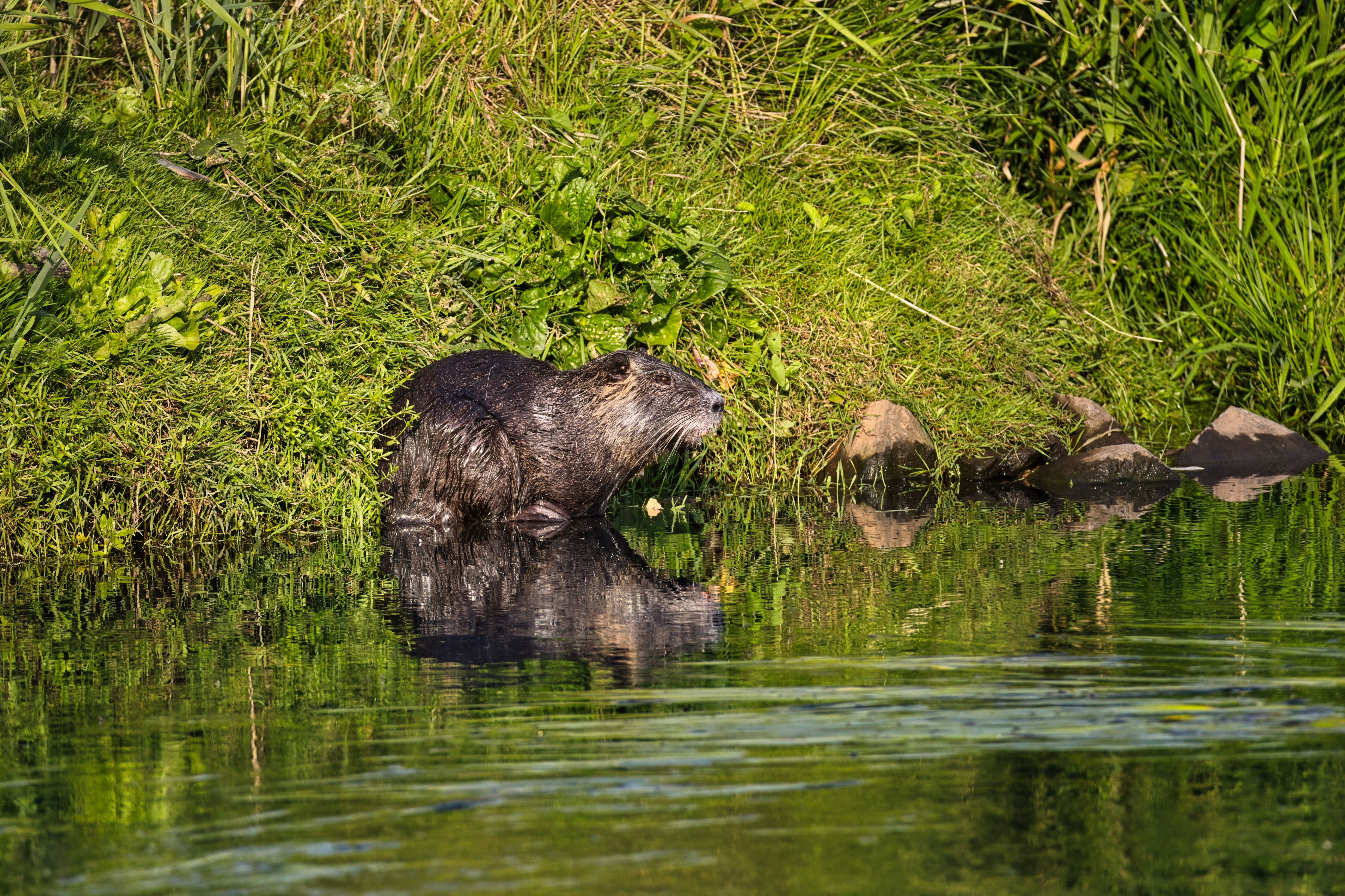 Napanee+Beaver Photos, Download The BEST Free Napanee+Beaver Stock ...