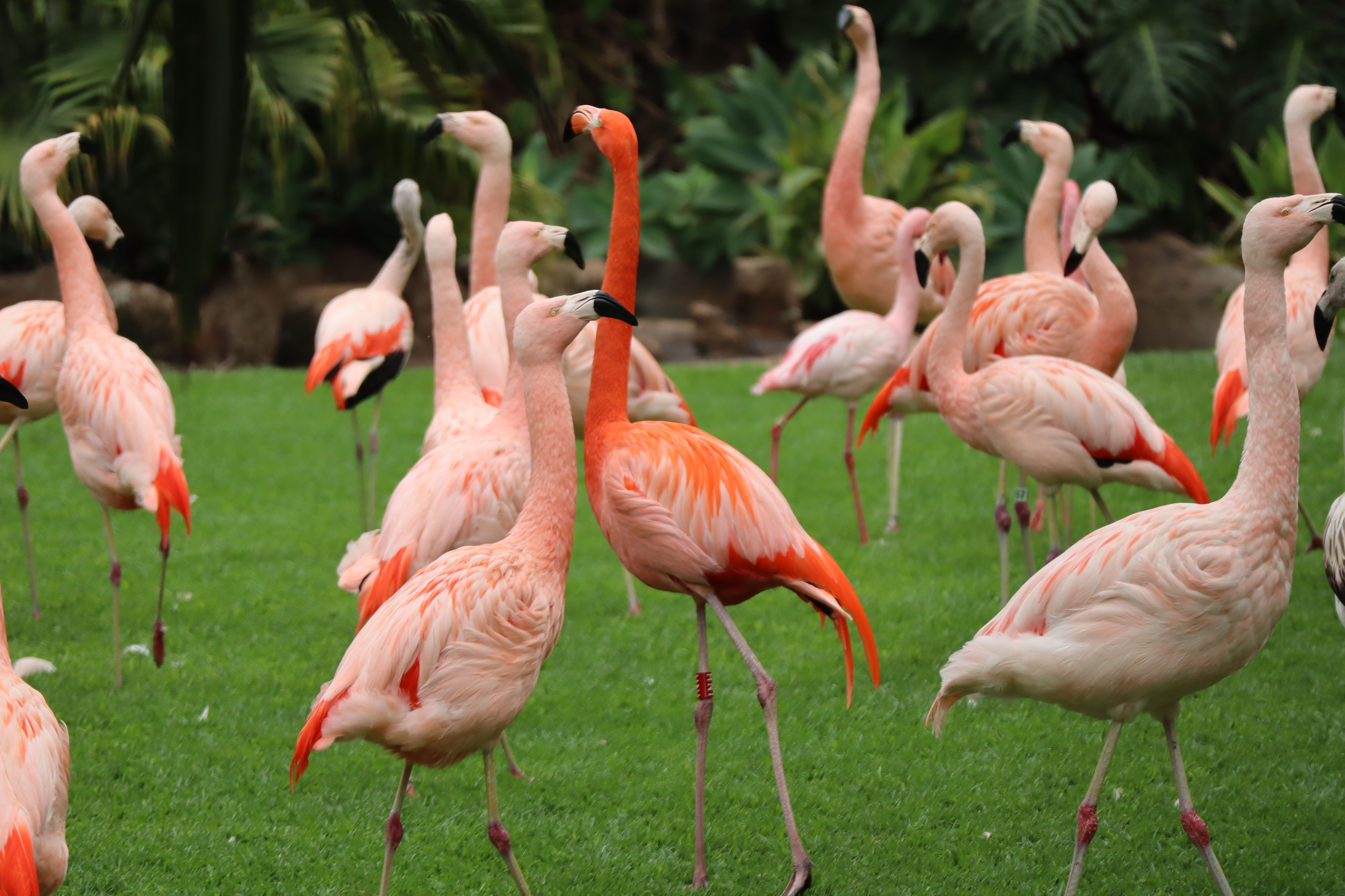 Vibrant Flamingos Grazing in Lush Park · Free Stock Photo